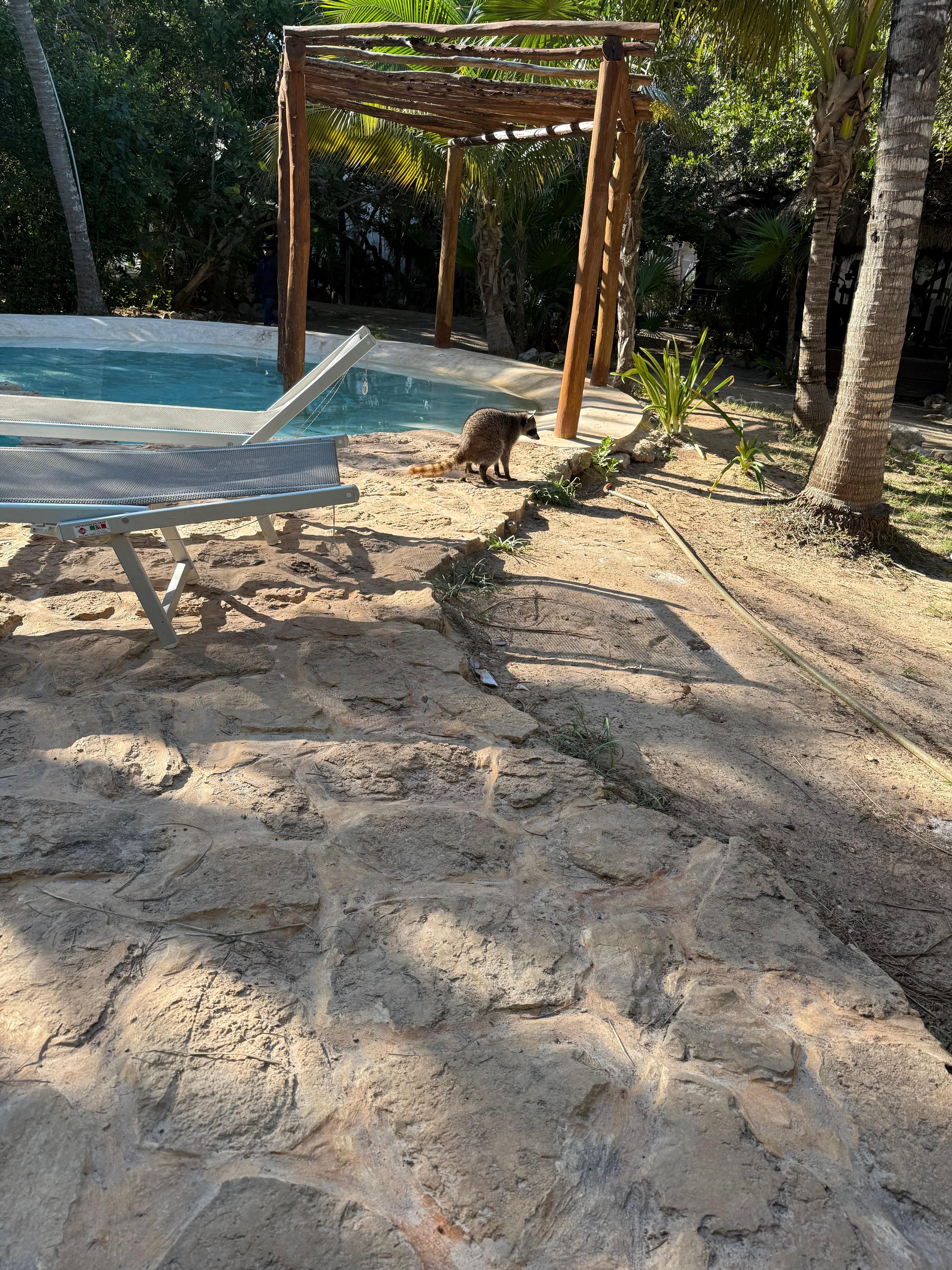 On the  of the local racoons defecating next to the pool. Was removed the next morning. 