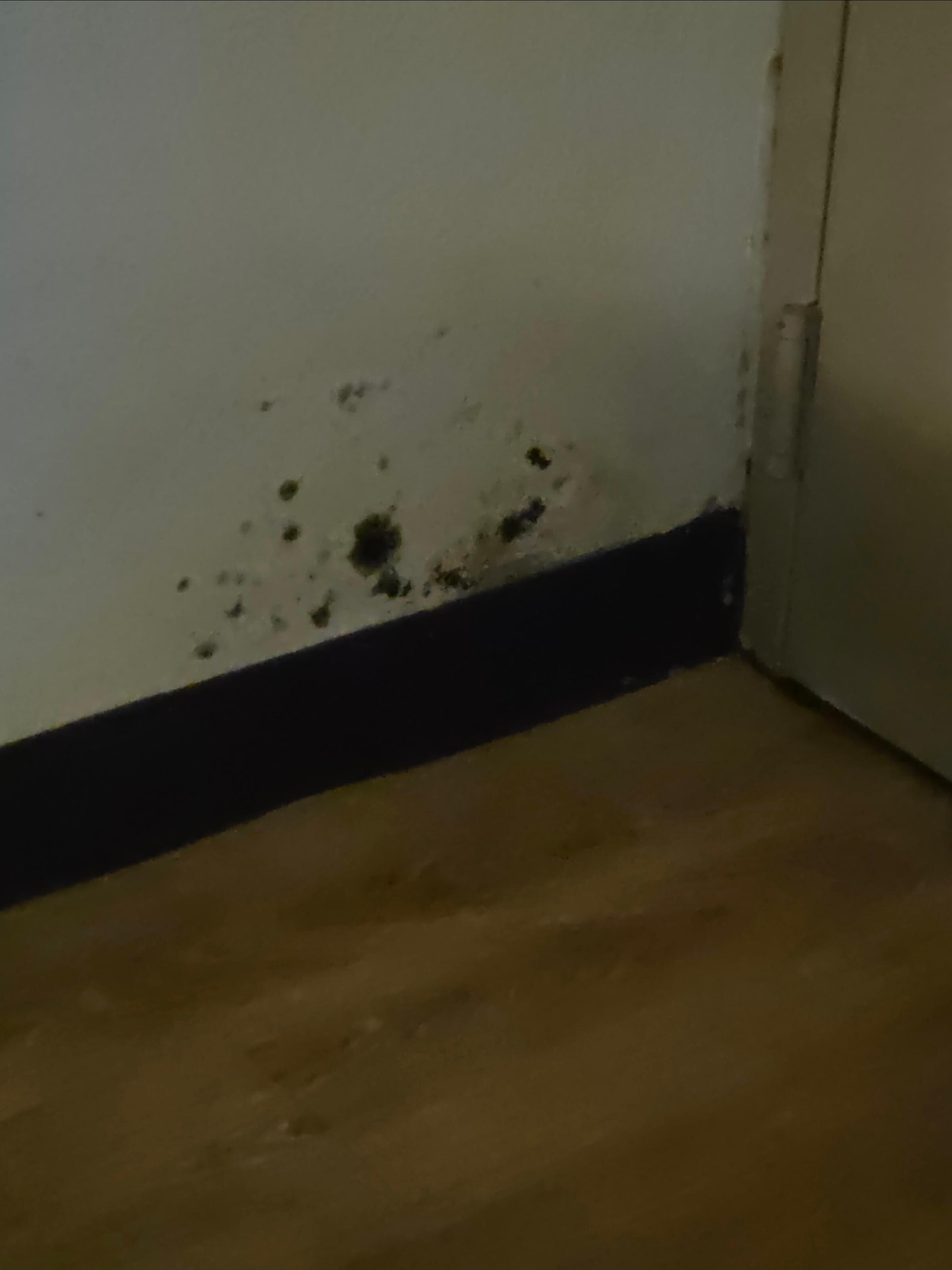 Mold