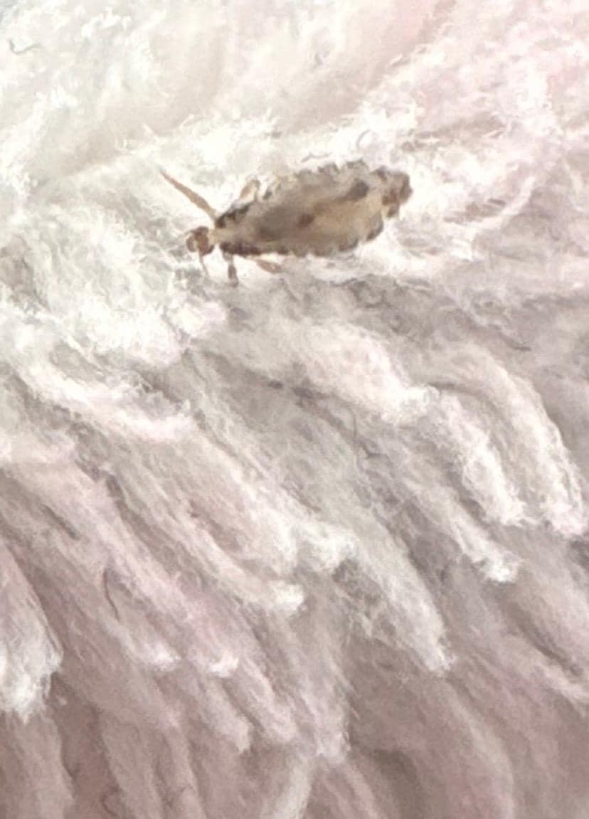 Lice we found on our clothing 