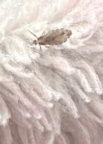 Lice we found on our clothing