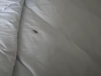 Sheet had dried blood on them.