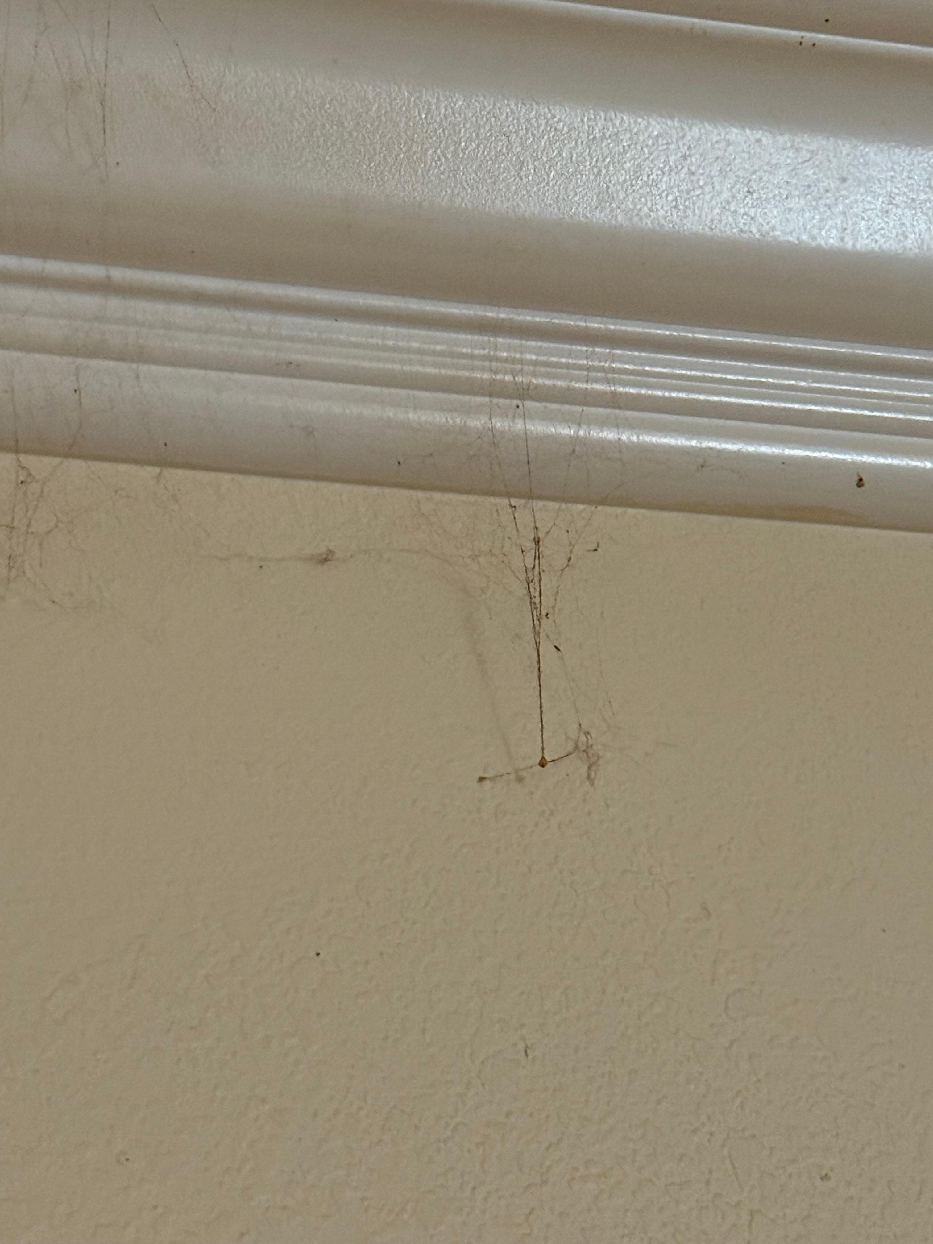These are cobwebs that are all over the room
