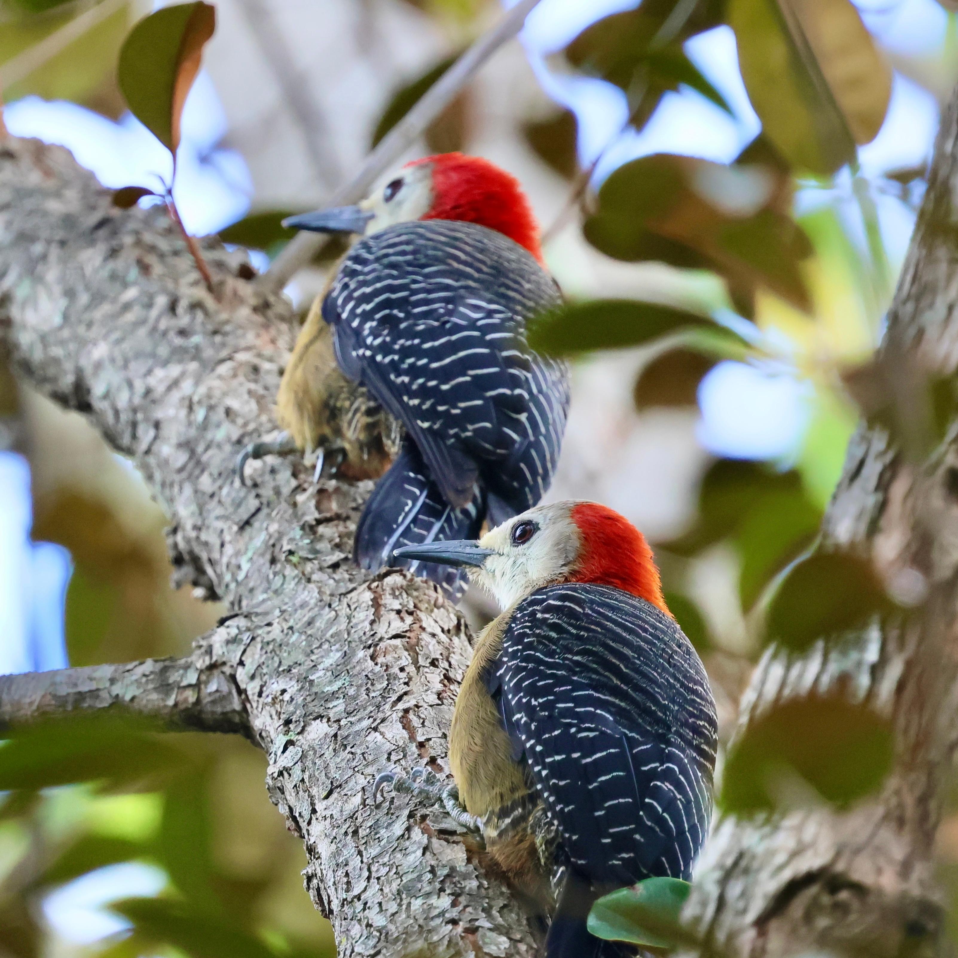 Jamaican woodpecker