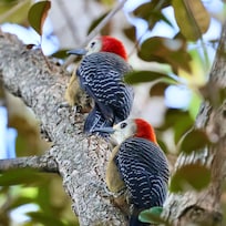 Jamaican woodpecker