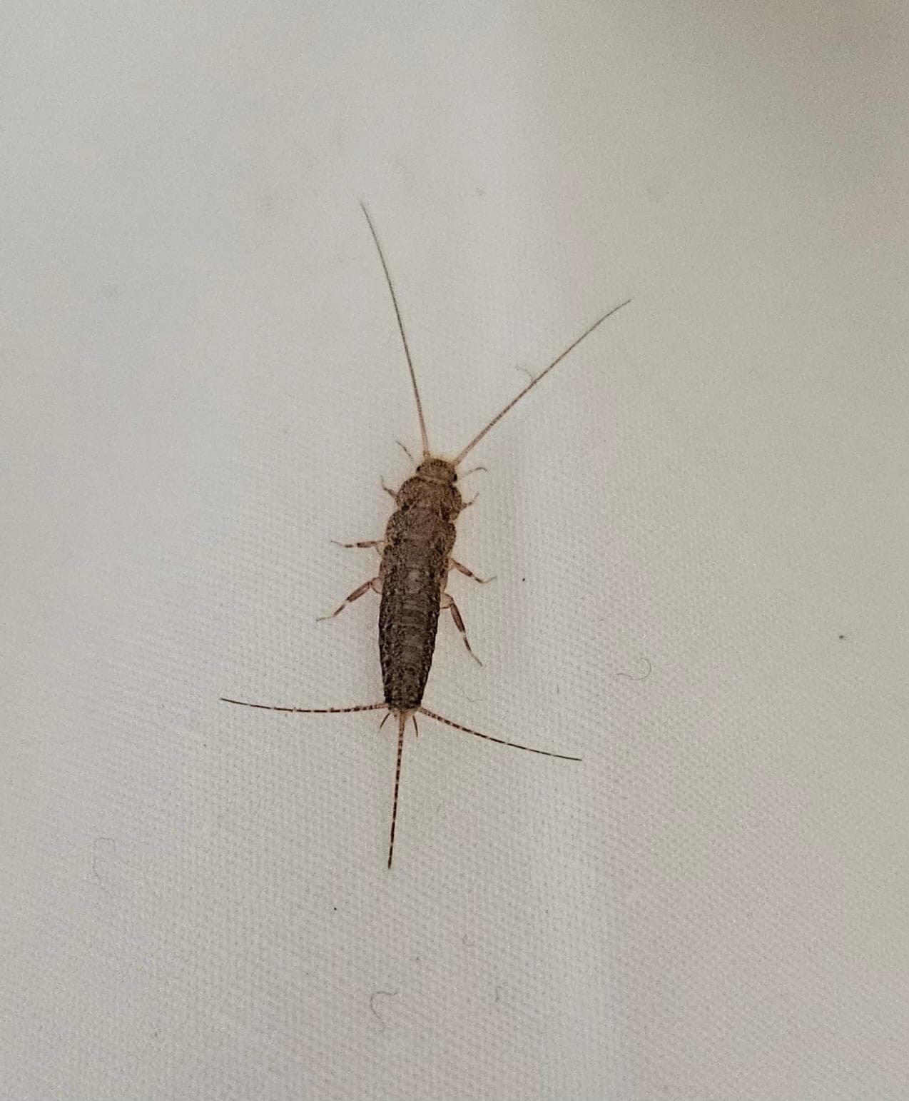 Found this silverfish in my bed.