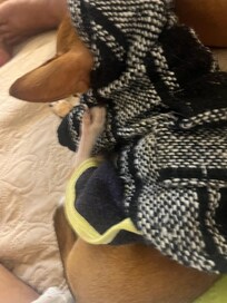 Un perrito muy pequeño para pagar por día la mitad de lo que mi pareja y yo pagamos por la habitación por noche el también
