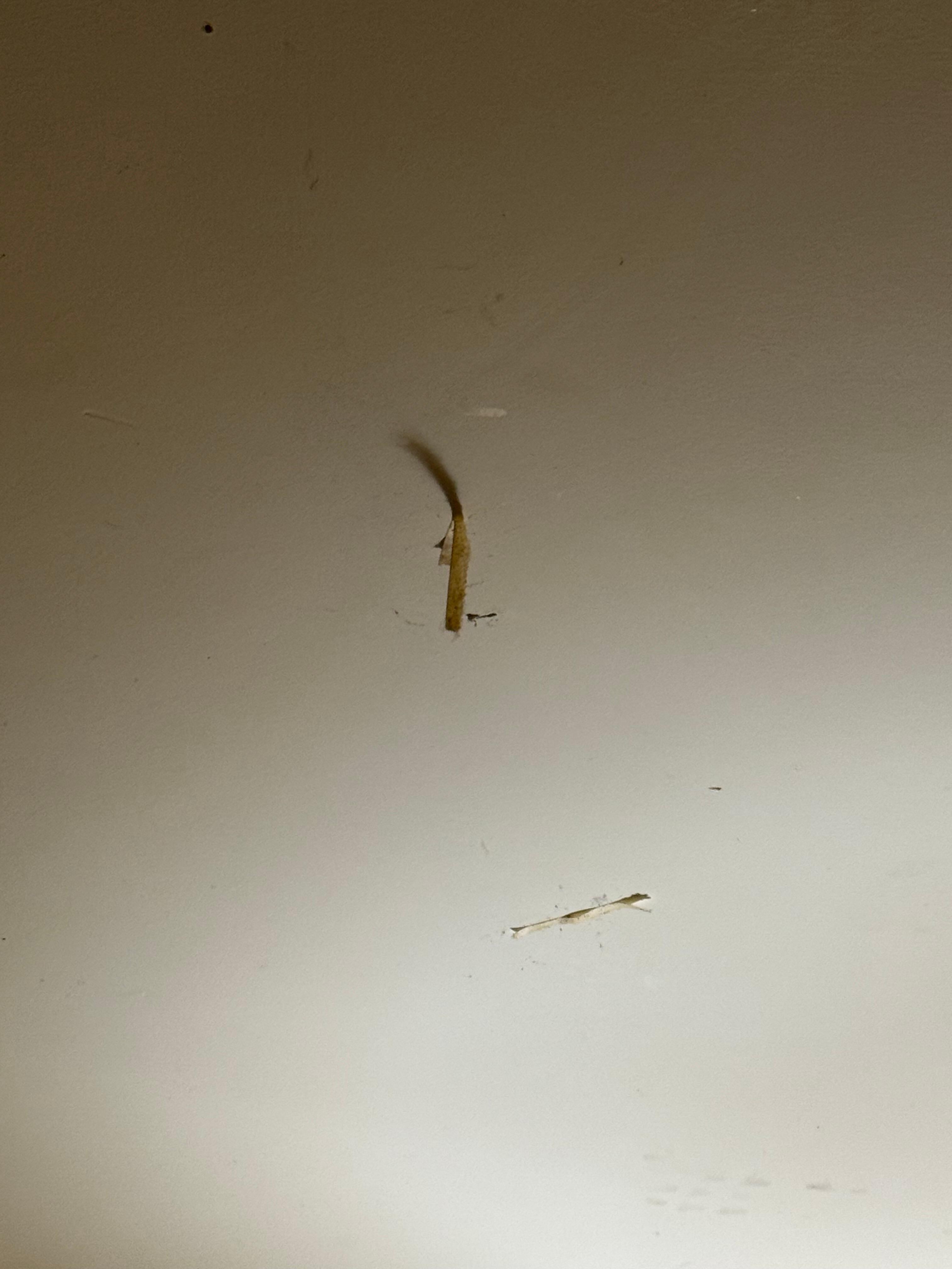 This look like a nasty dried up worm