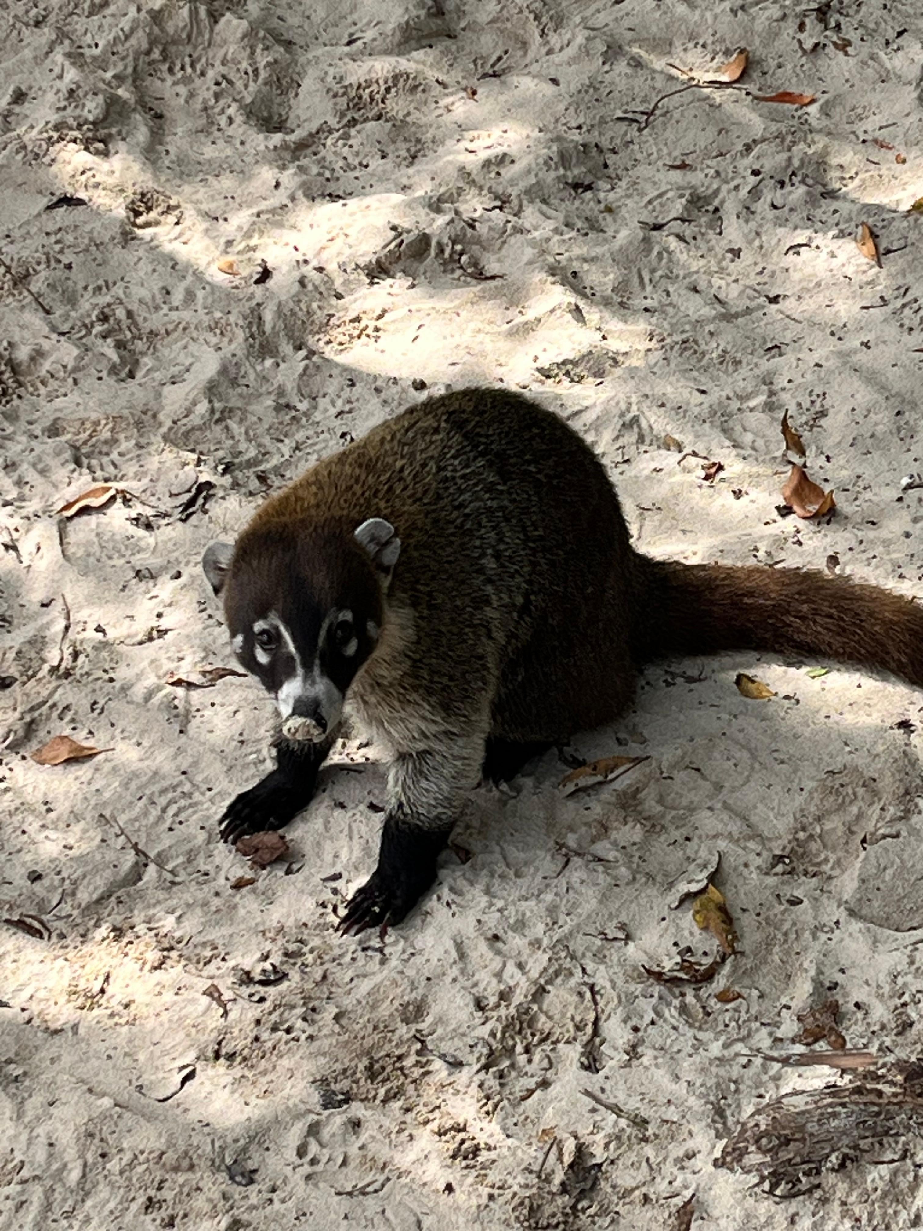 Cute Coati down on the beach