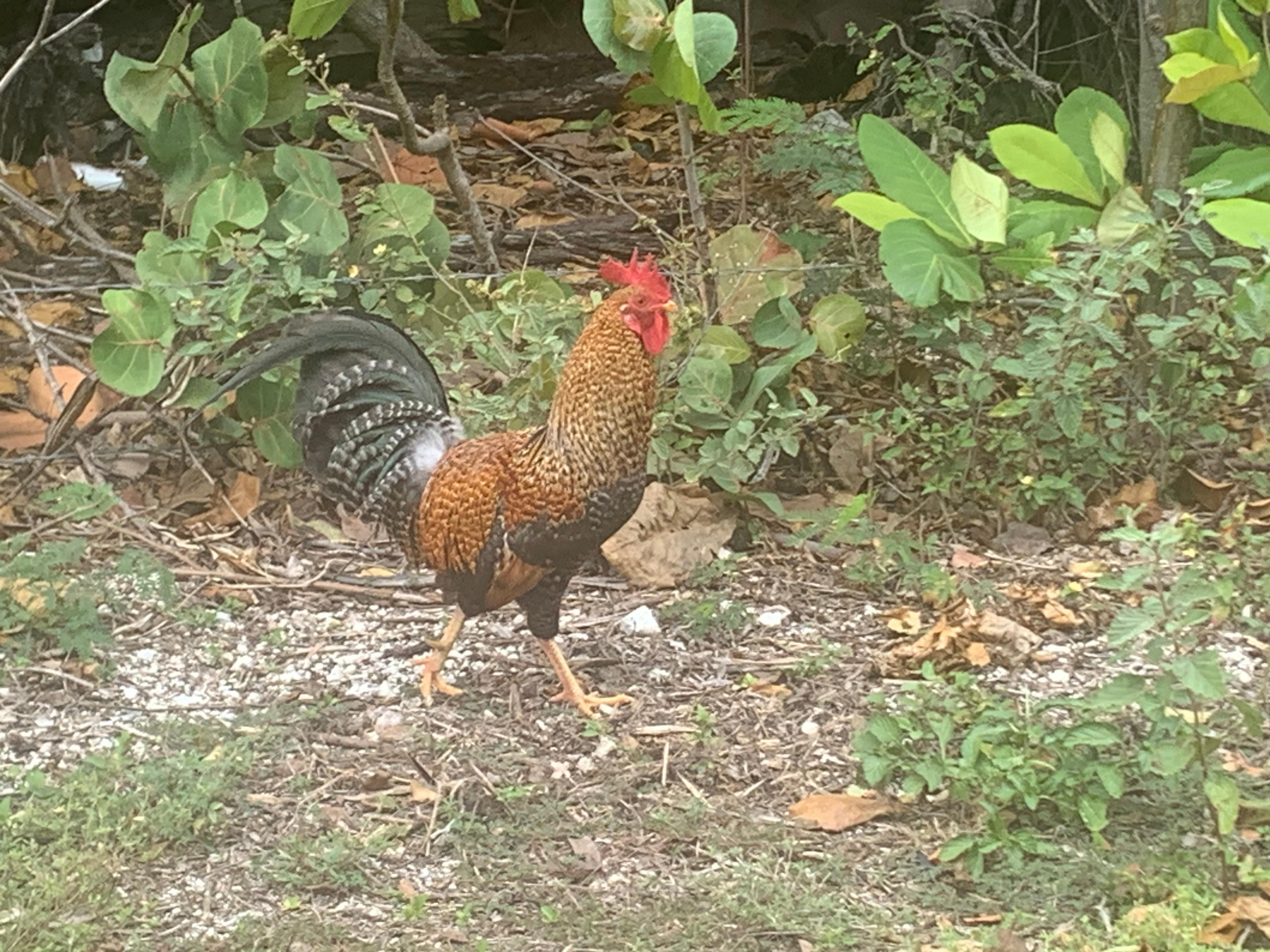 Roosters and chickens everywhere!😊