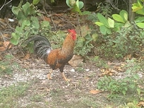 Roosters and chickens everywhere!😊