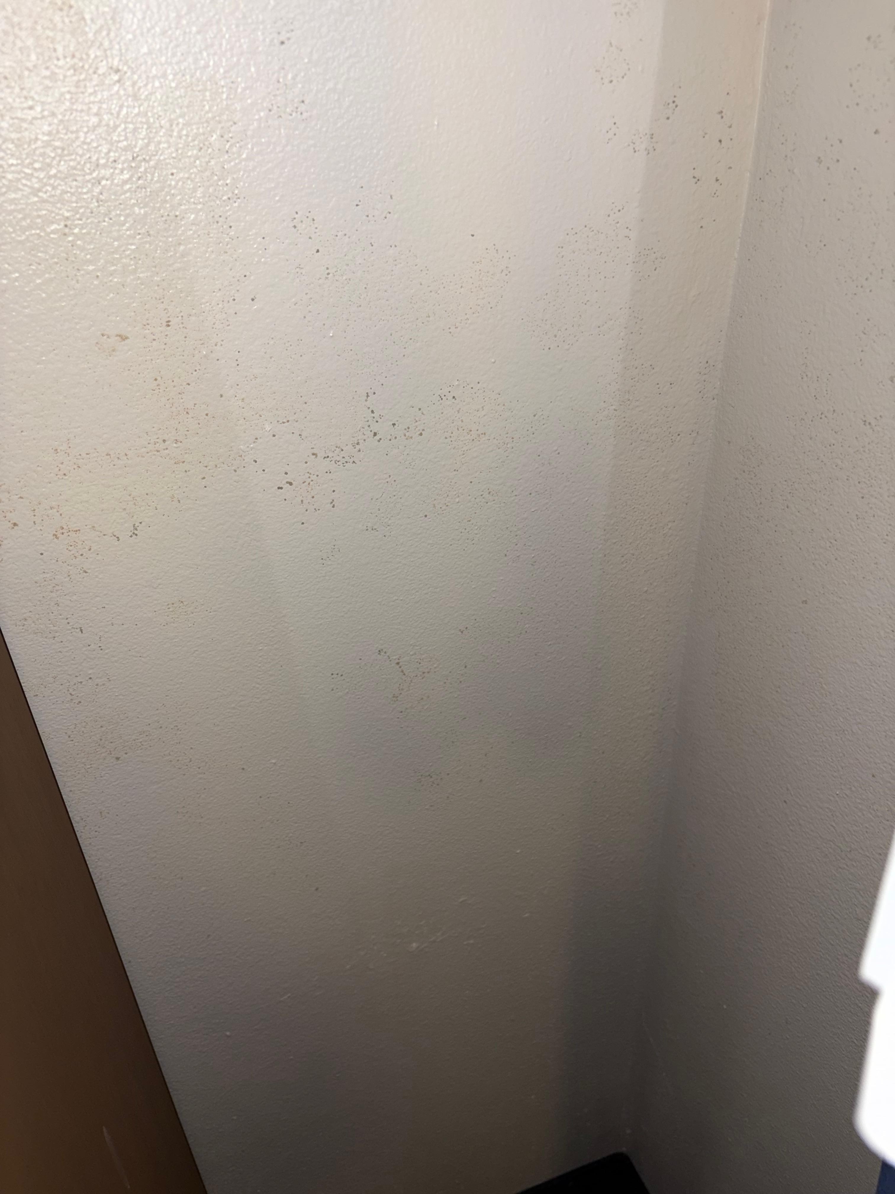 Mold on wall