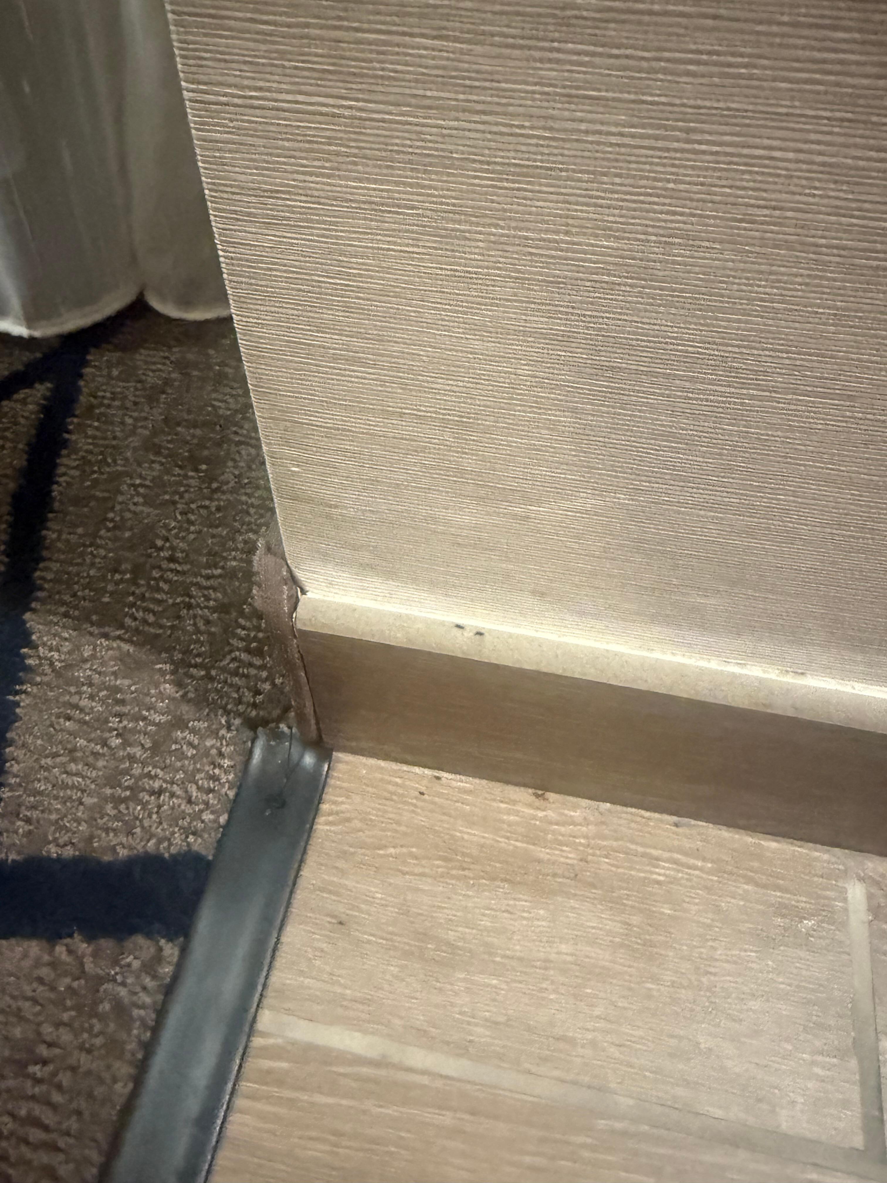 Ant infestation 