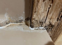 Moldy