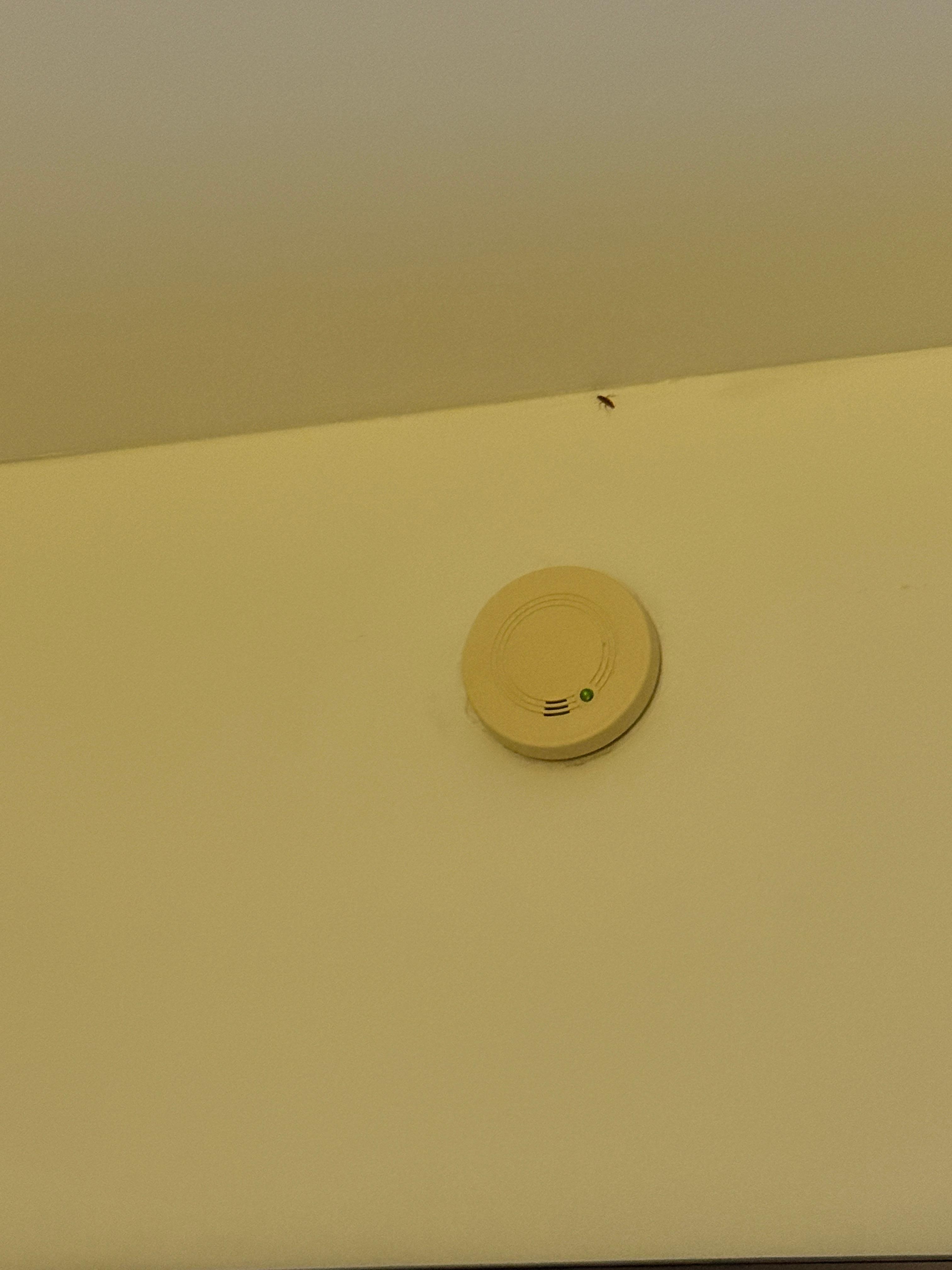 Video of the roach crawling around at 4 am