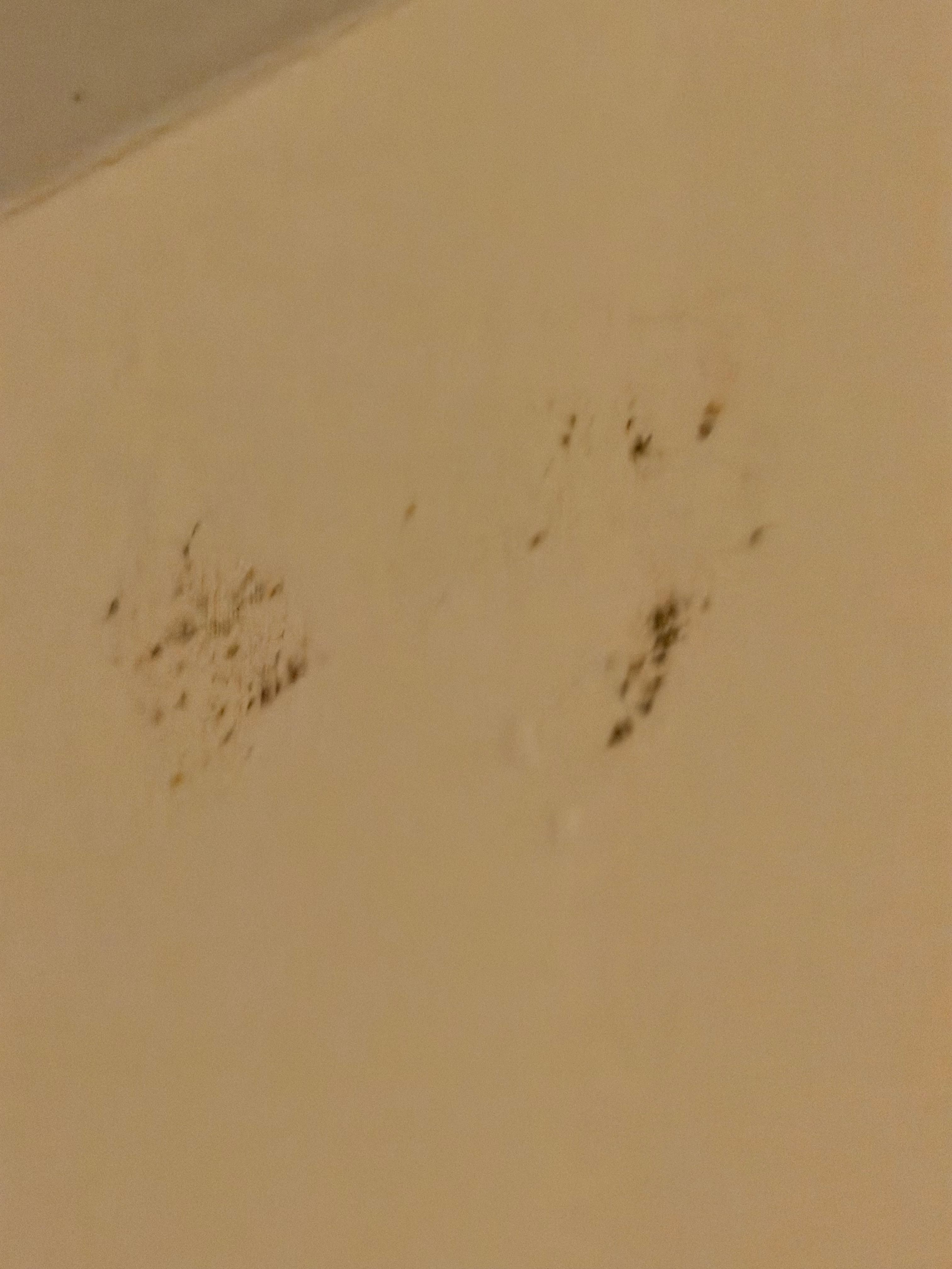 MOLD ABOVE SHOWER 
