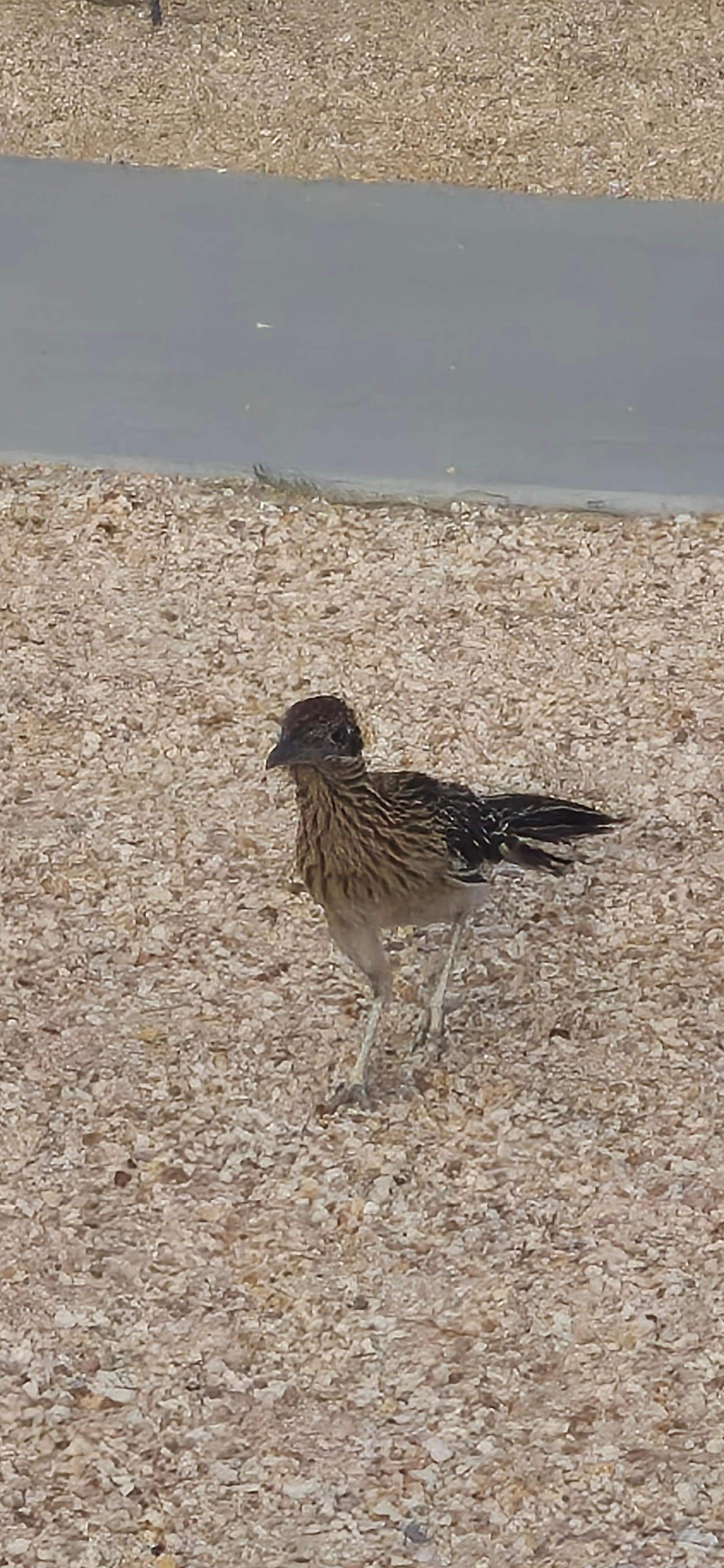 I saw a road runner for the first time in my life