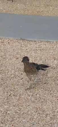 I saw a road runner for the first time in my life