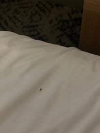 Stain on the sheet.