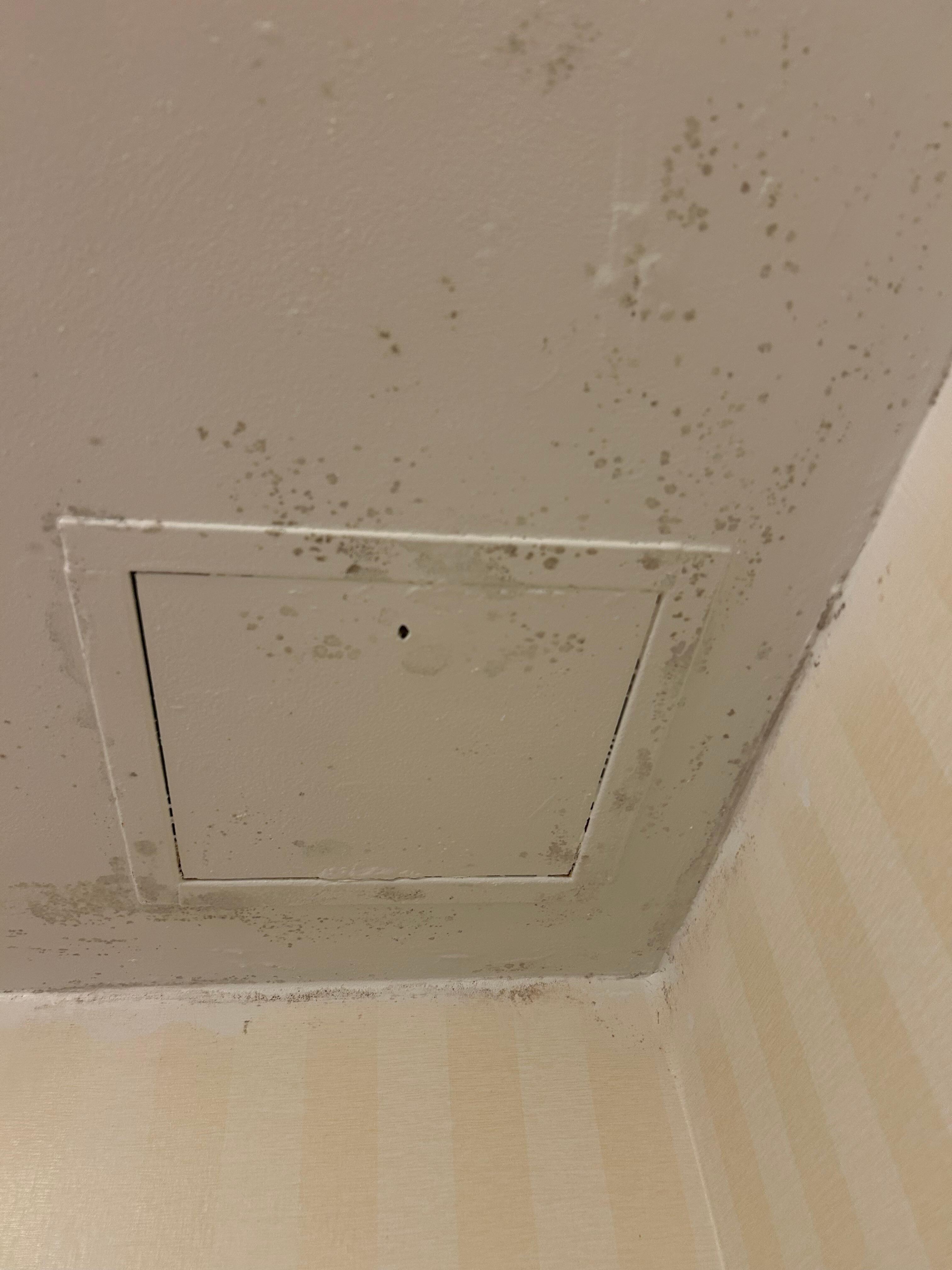 Mildew