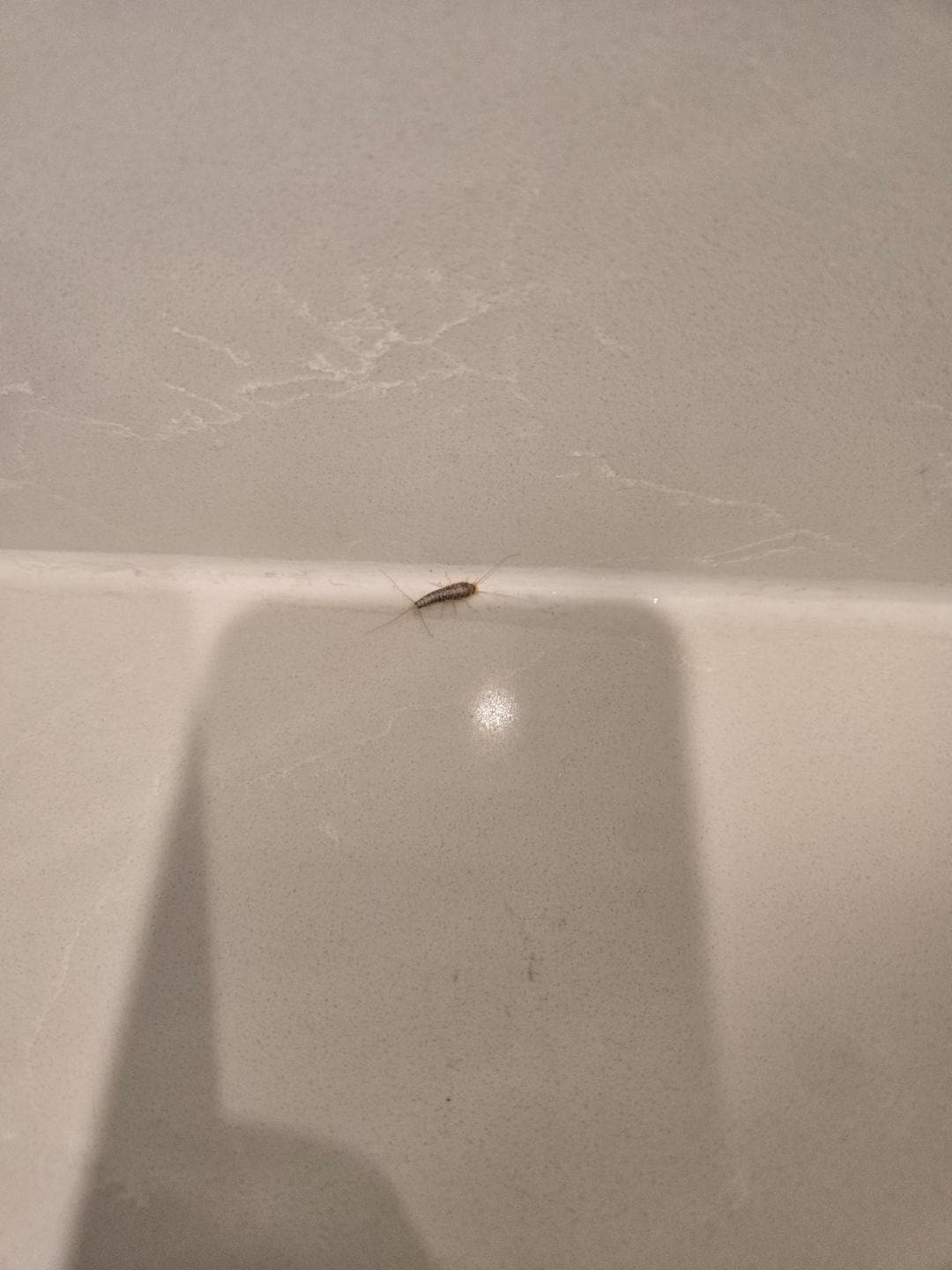 One of the silver bugs in the bathroom