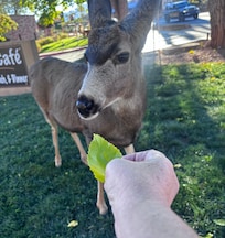 The deer were even friendly