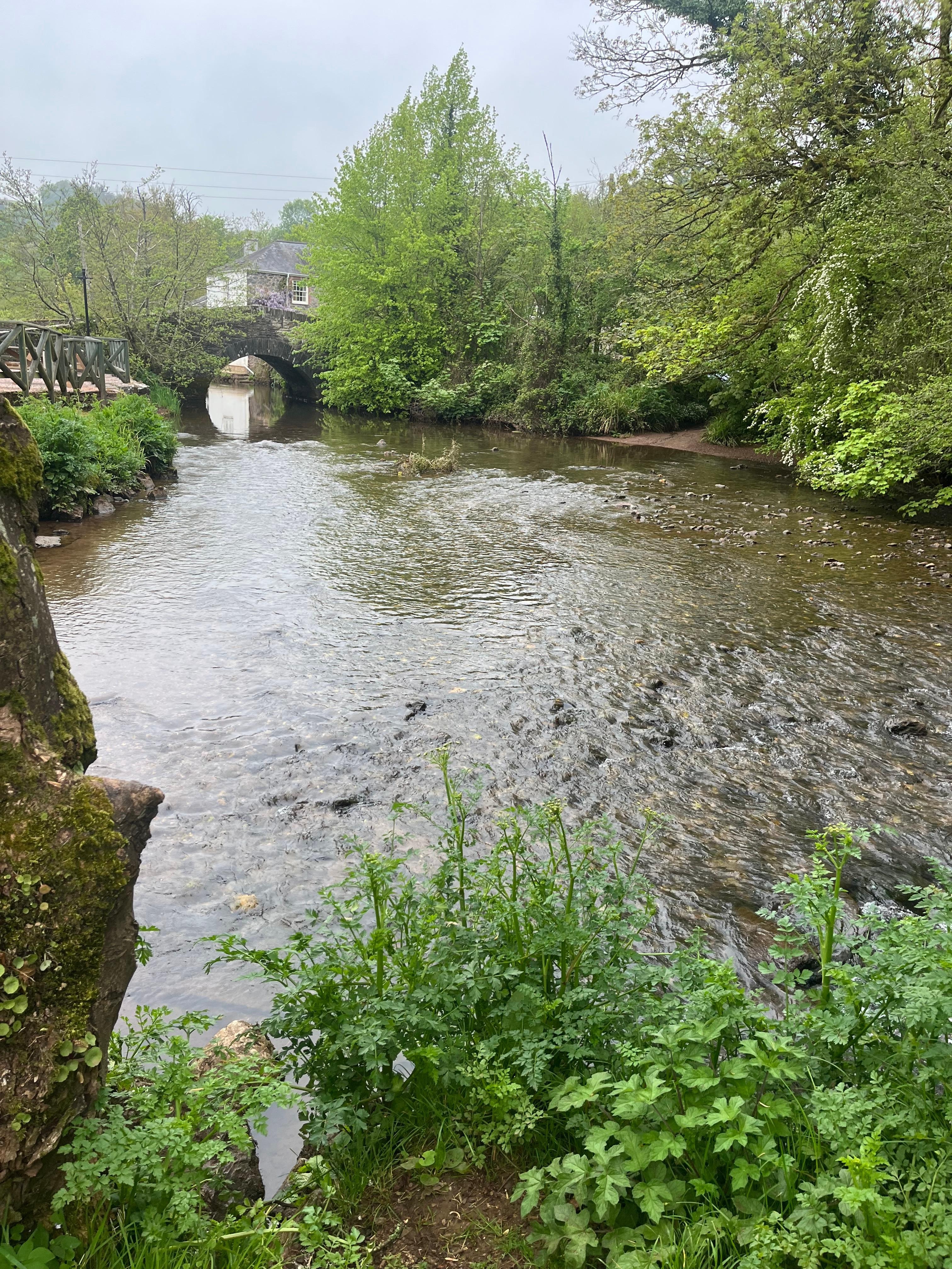 River view to the bridge where kingfisher flies