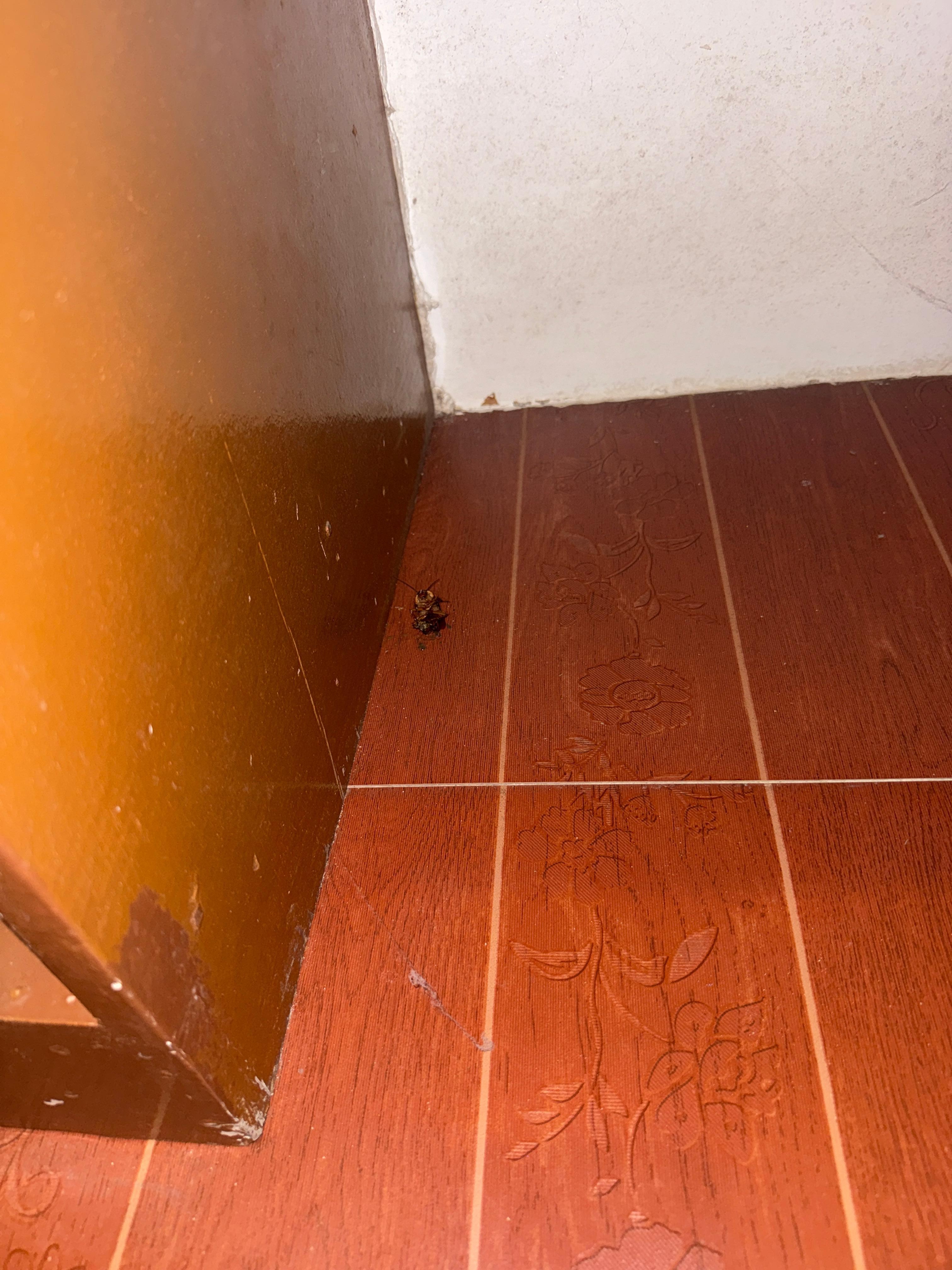 Cockroach 3