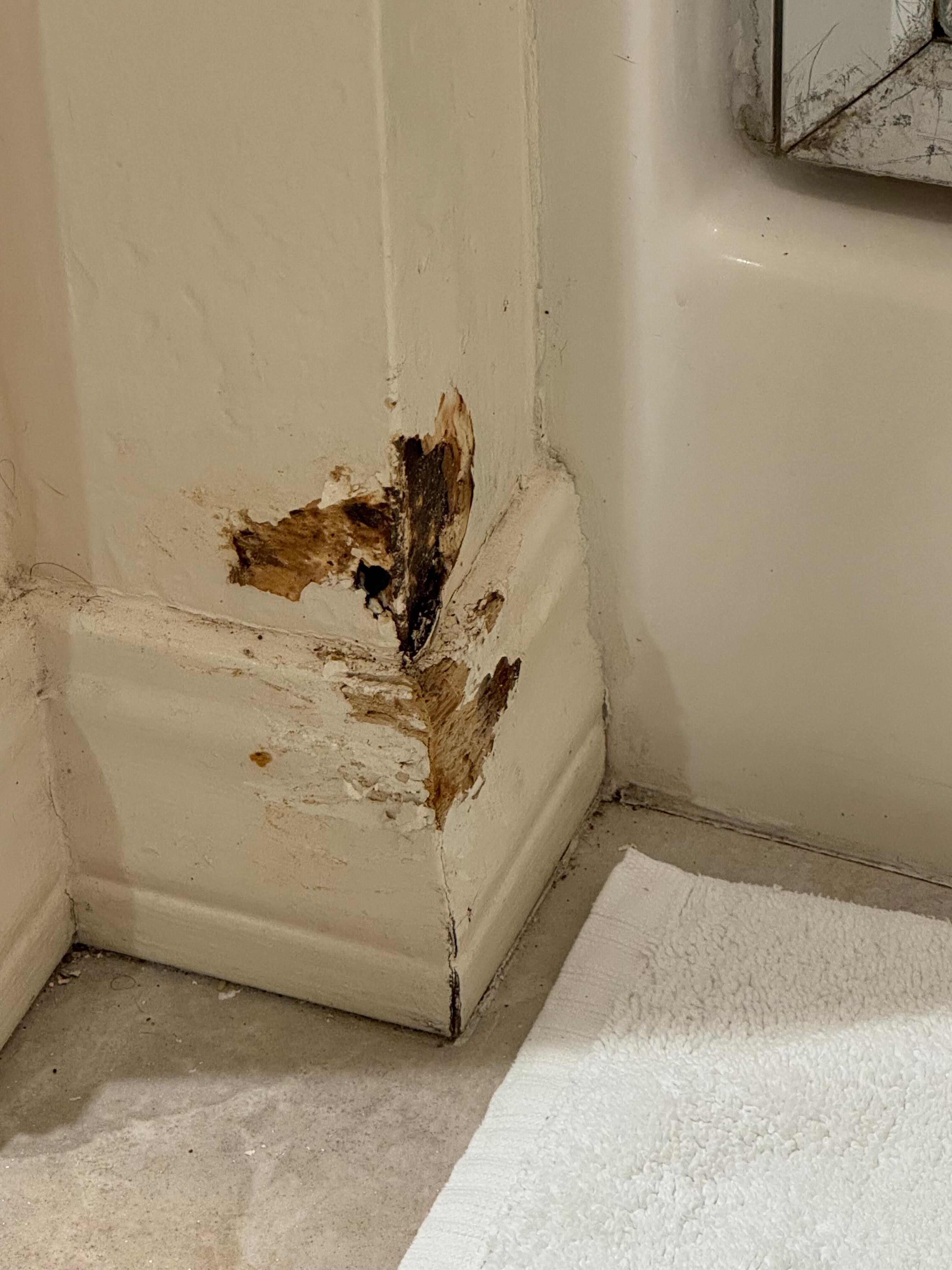 Wall damage from a dog chewing ?