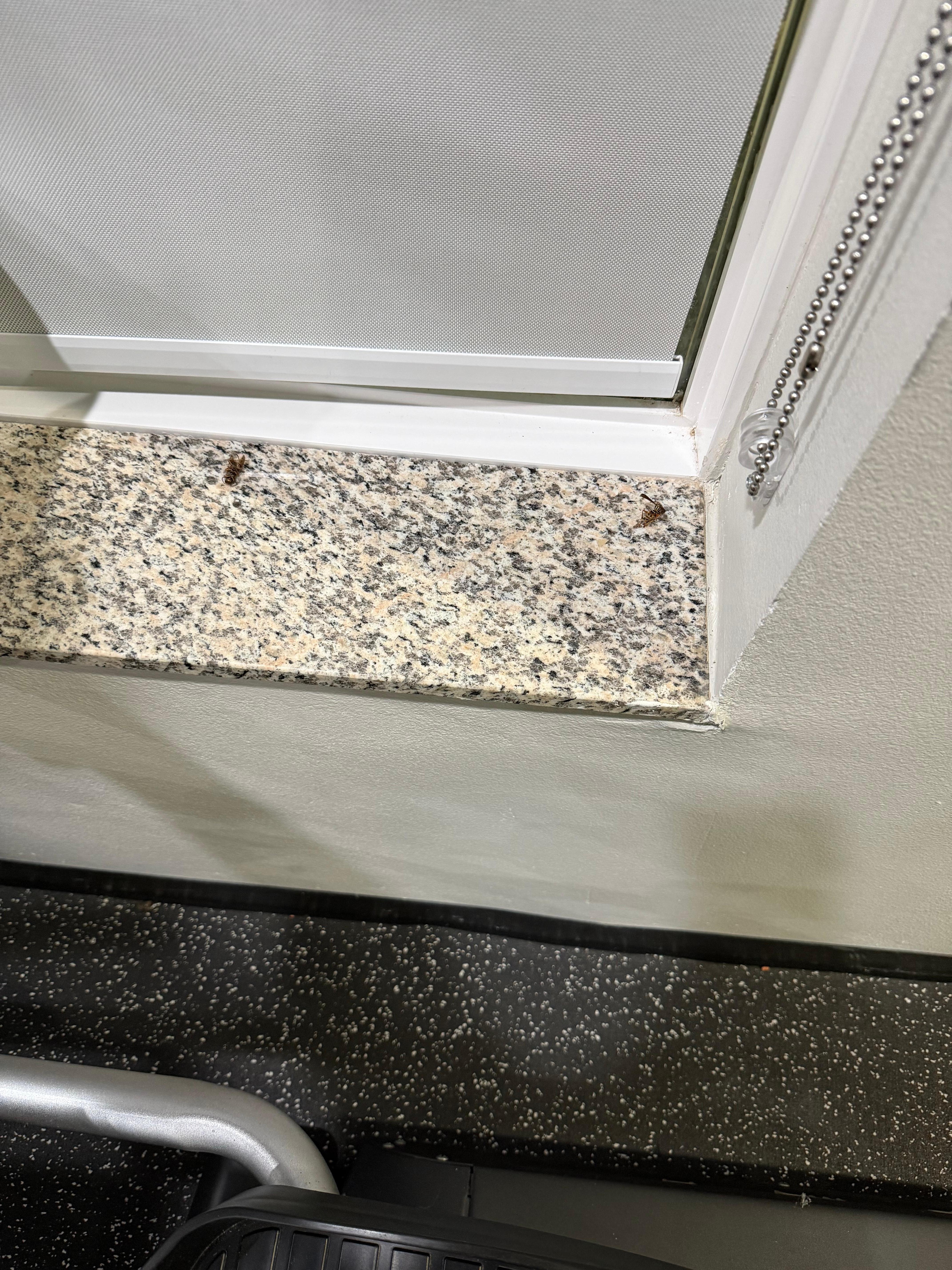 Wasps in fitness center