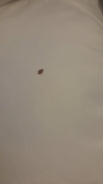 Bed bug