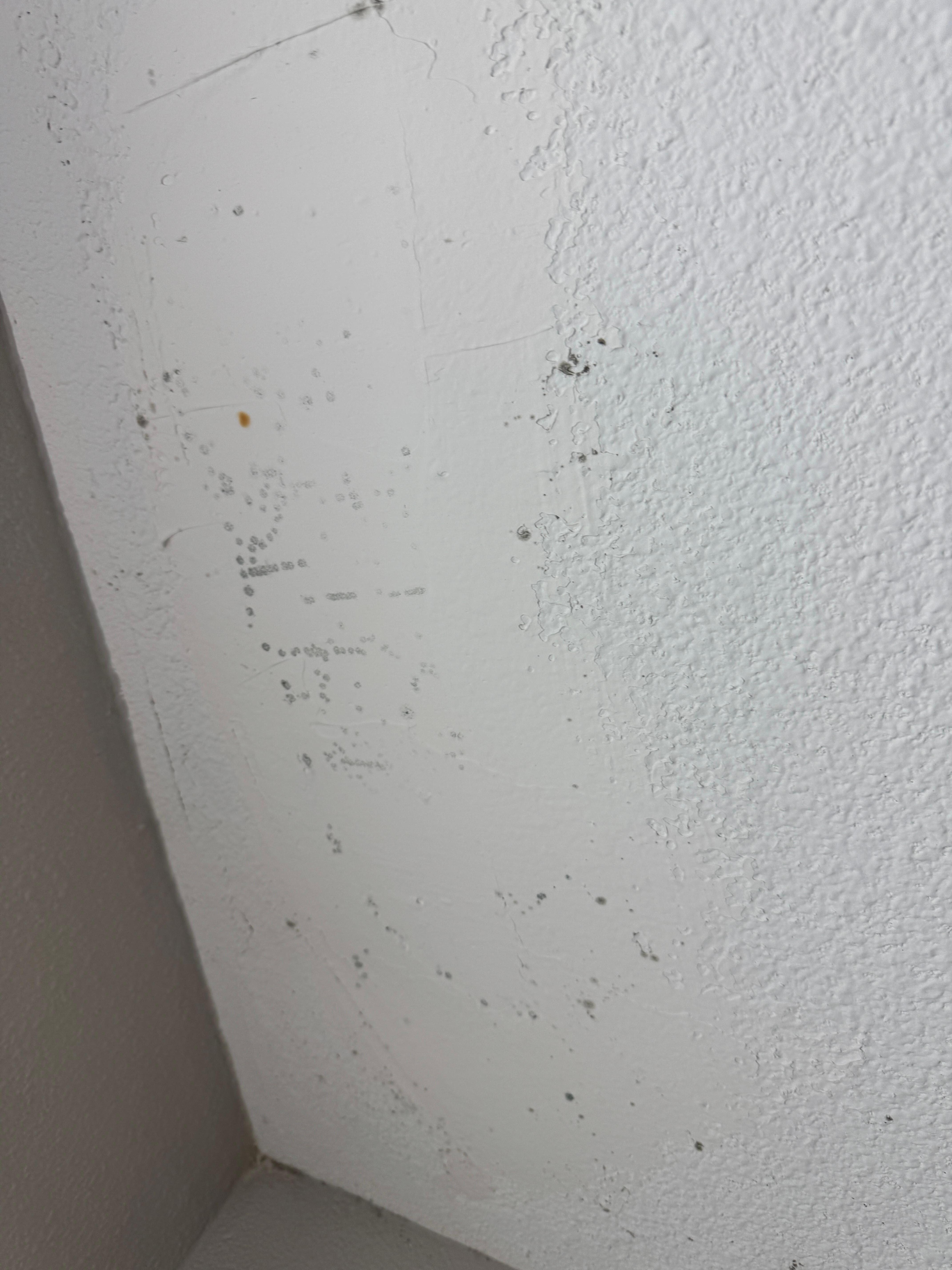 Mildew in room