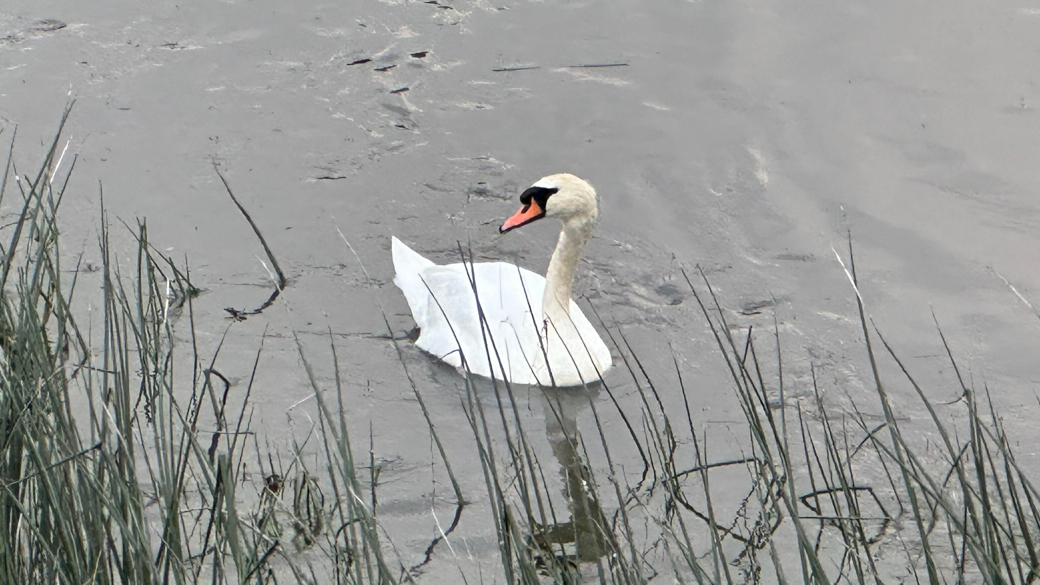 Swan 