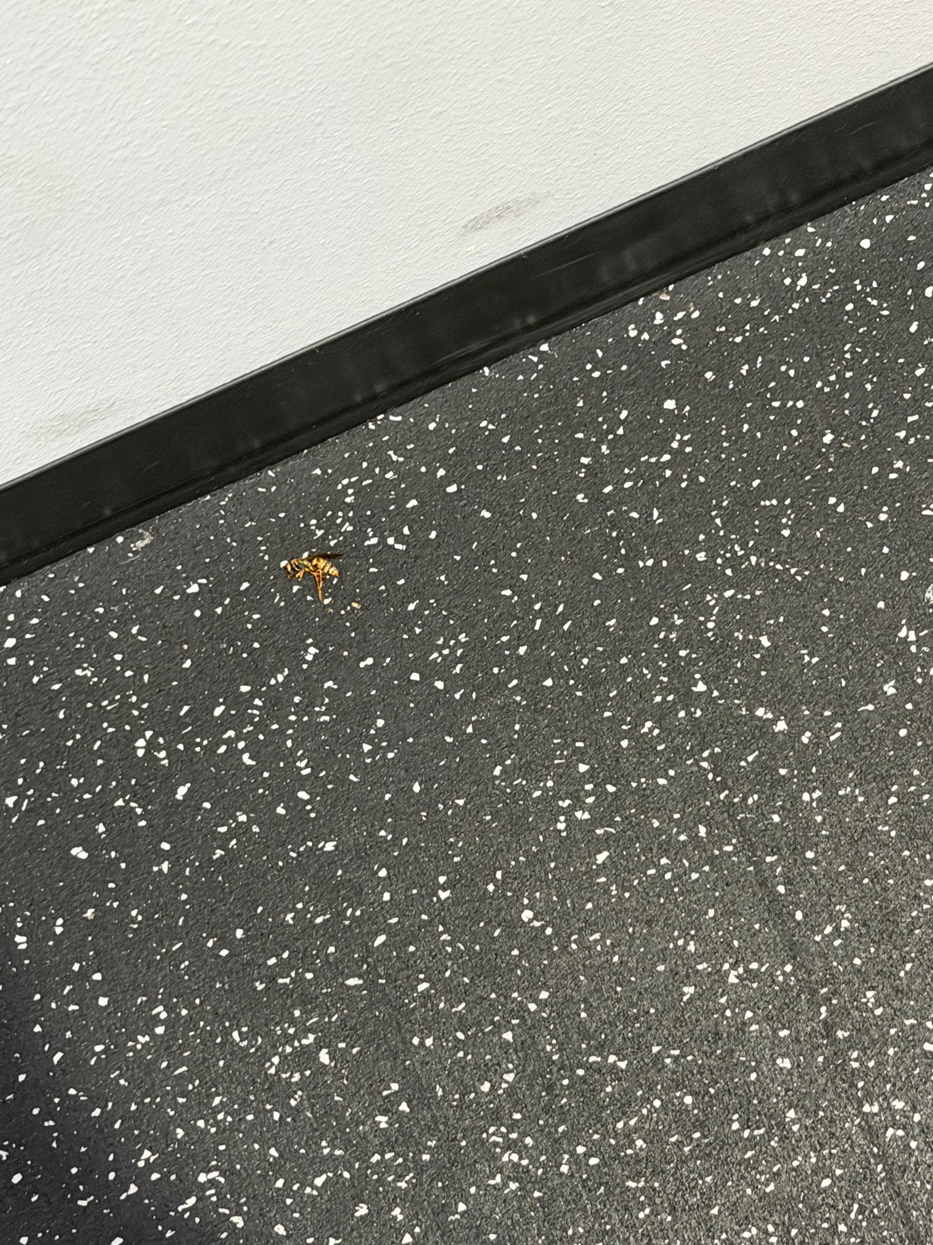 Wasps in fitness center 