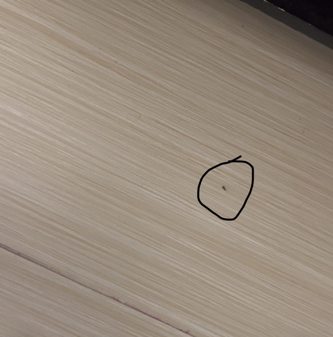 Baby roach crawling across the bathroom floor. 