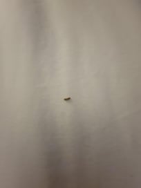 Bug in bed