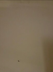 Roach in the bathroom