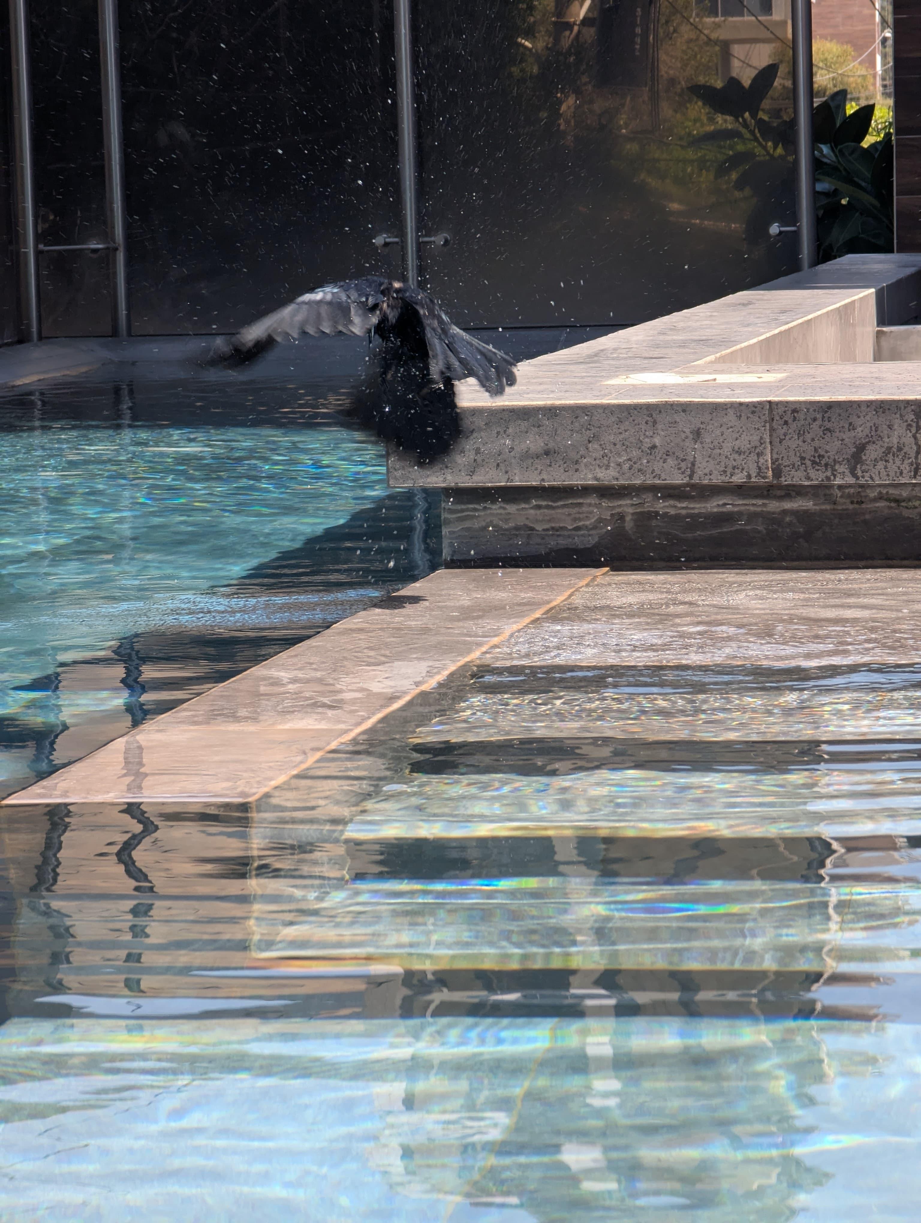 Pool with a "friend"