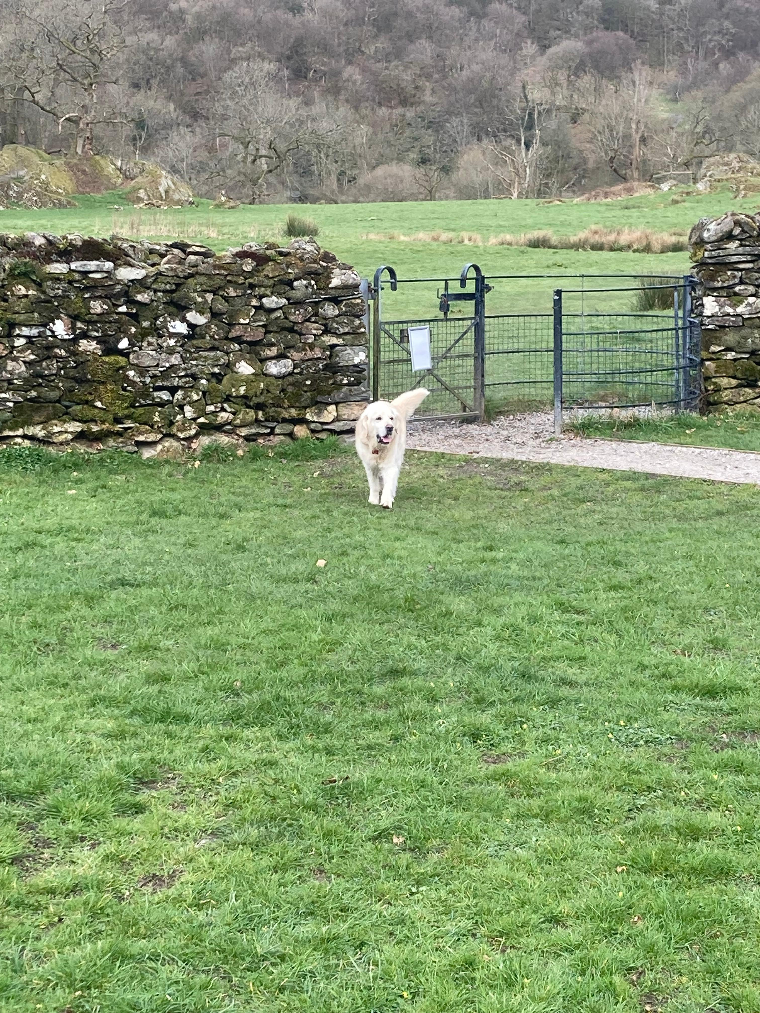 A few yards from The Wateredge Inn on a quick walk with Toby