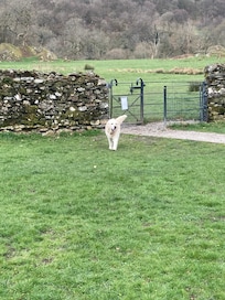 A few yards from The Wateredge Inn on a quick walk with Toby