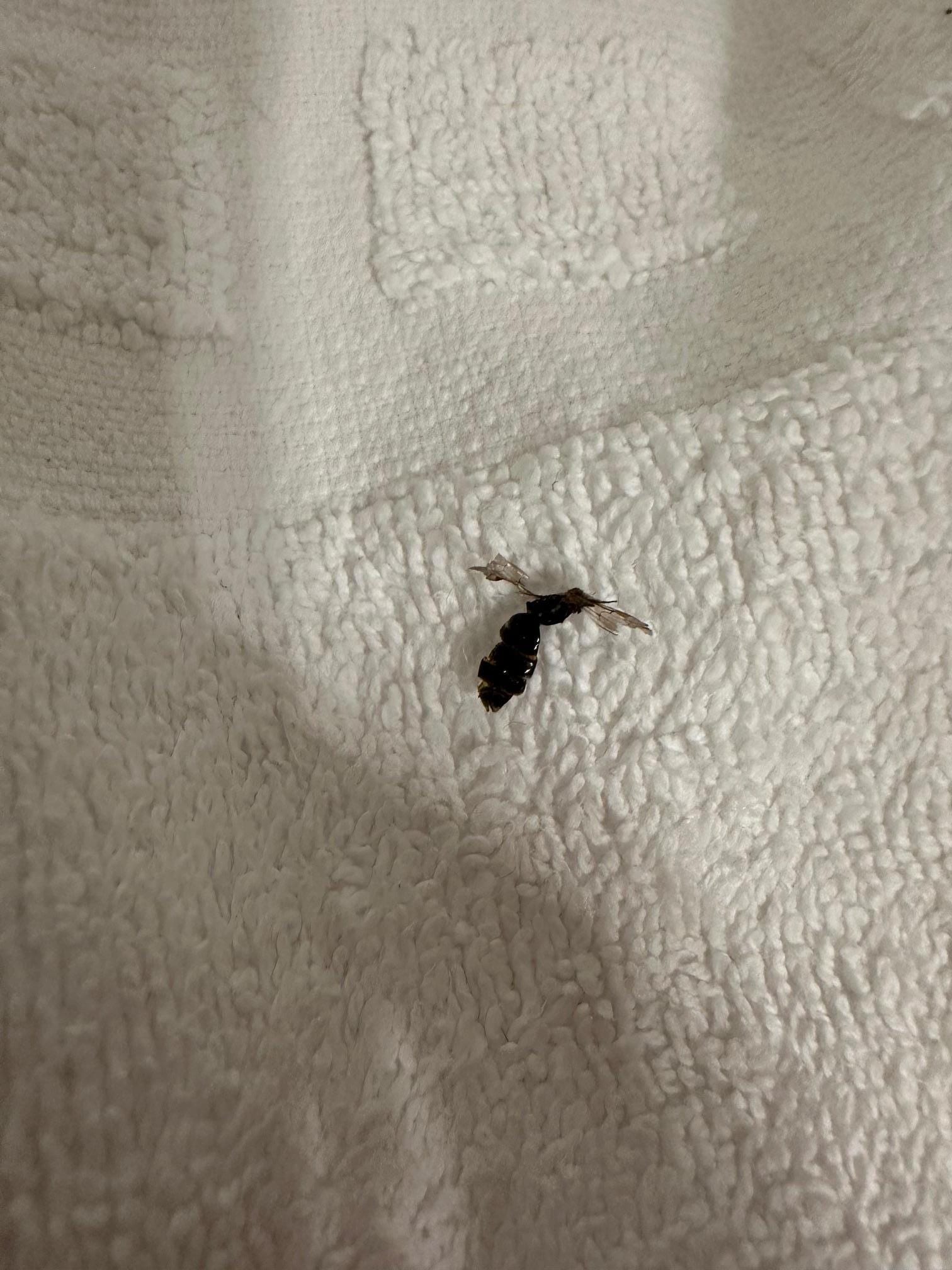 One of the bugs in the room, level 3