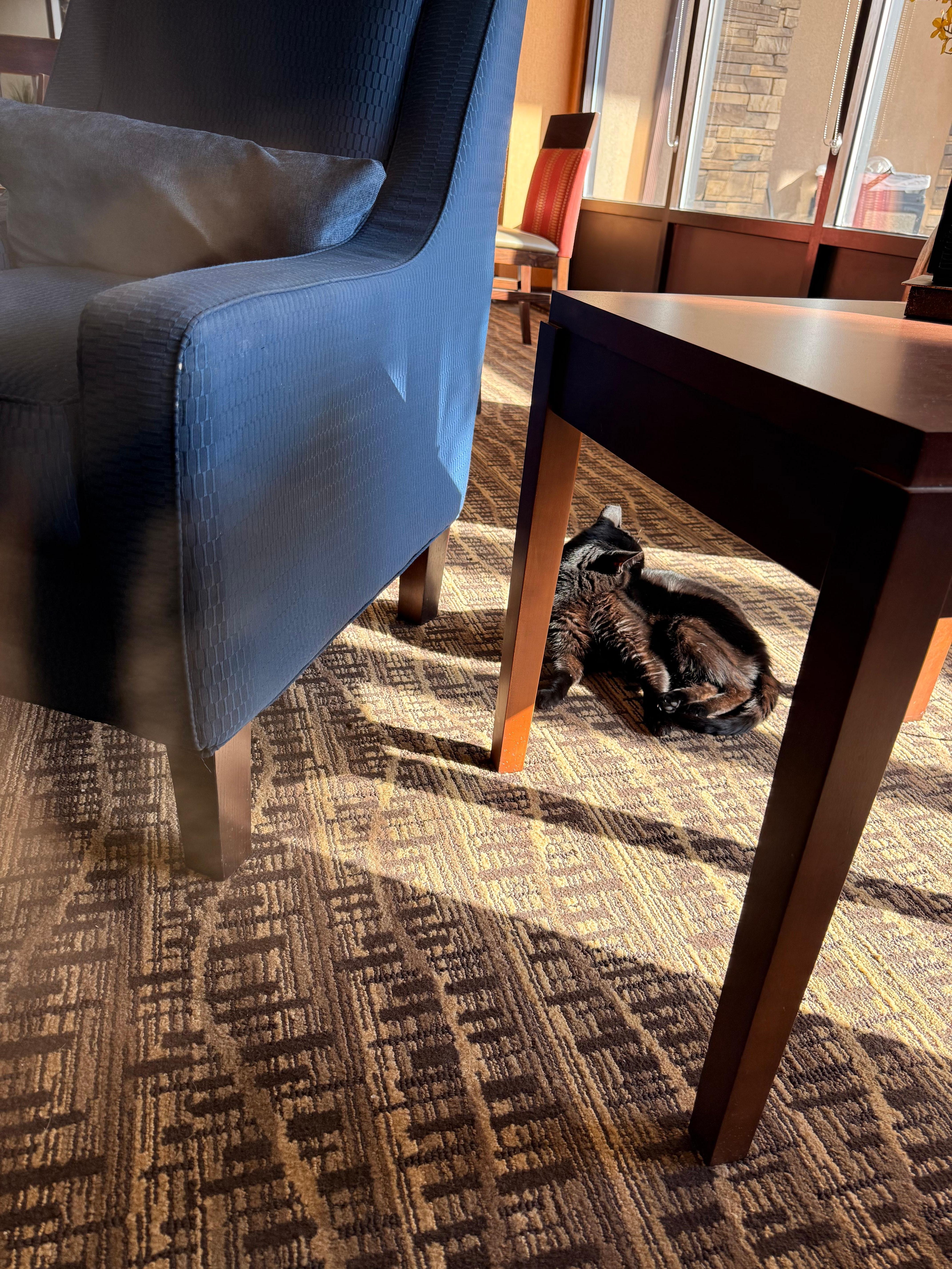 Cats roaming throughout the hotel. Observed cats in the 2nd story window on south side of hotel. 