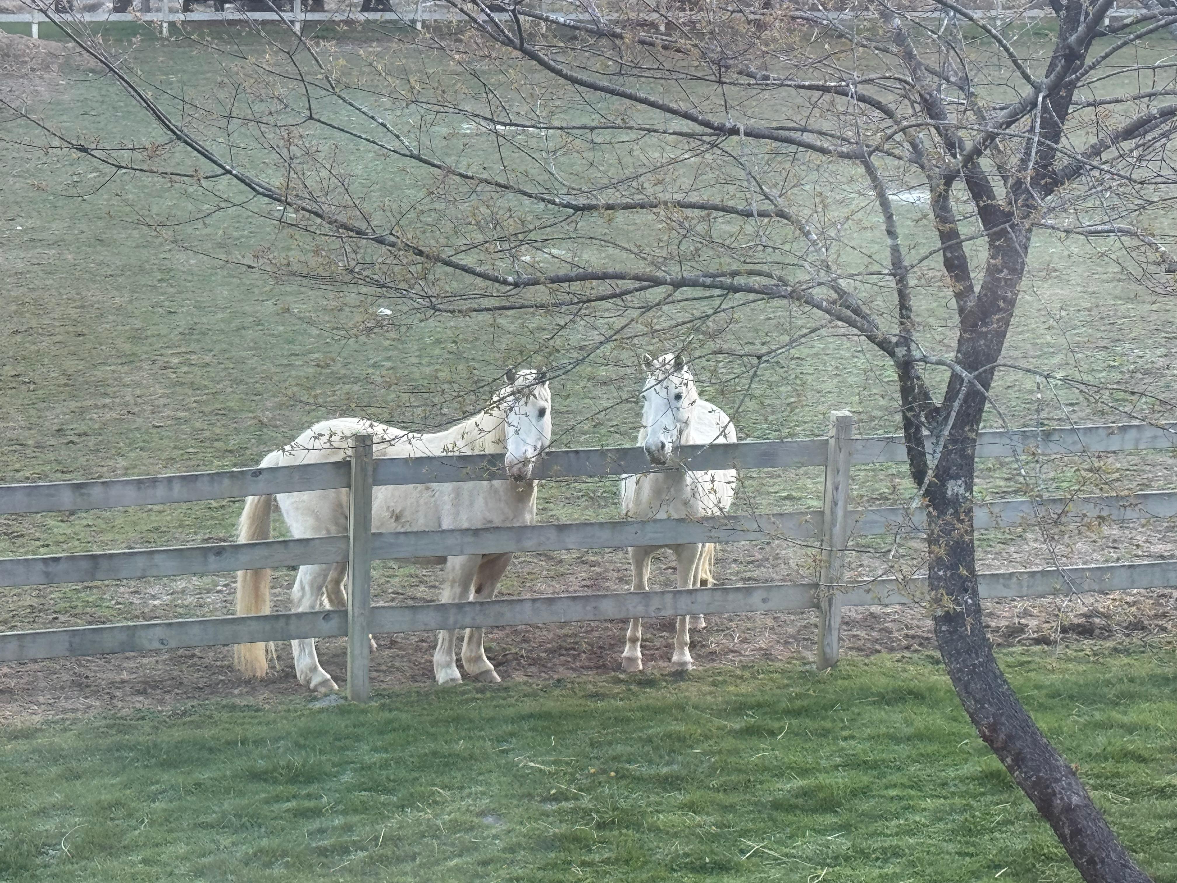 We had a beautiful view of the farm and all their farm animals. It was so peaceful and beautiful.