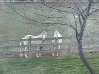 We had a beautiful view of the farm and all their farm animals. It was so peaceful and beautiful.