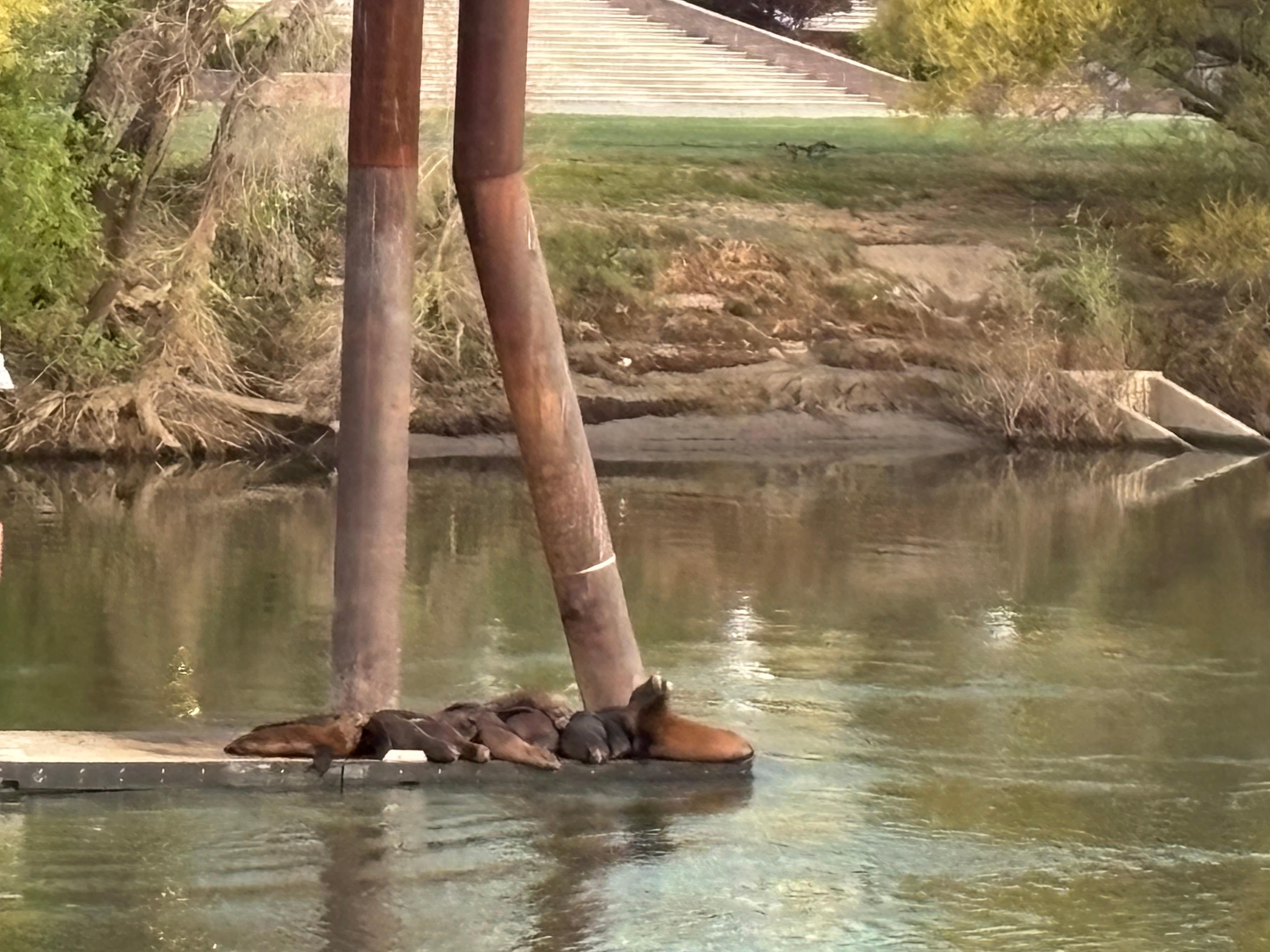 Seals live on the dock across from the River view —very cool 