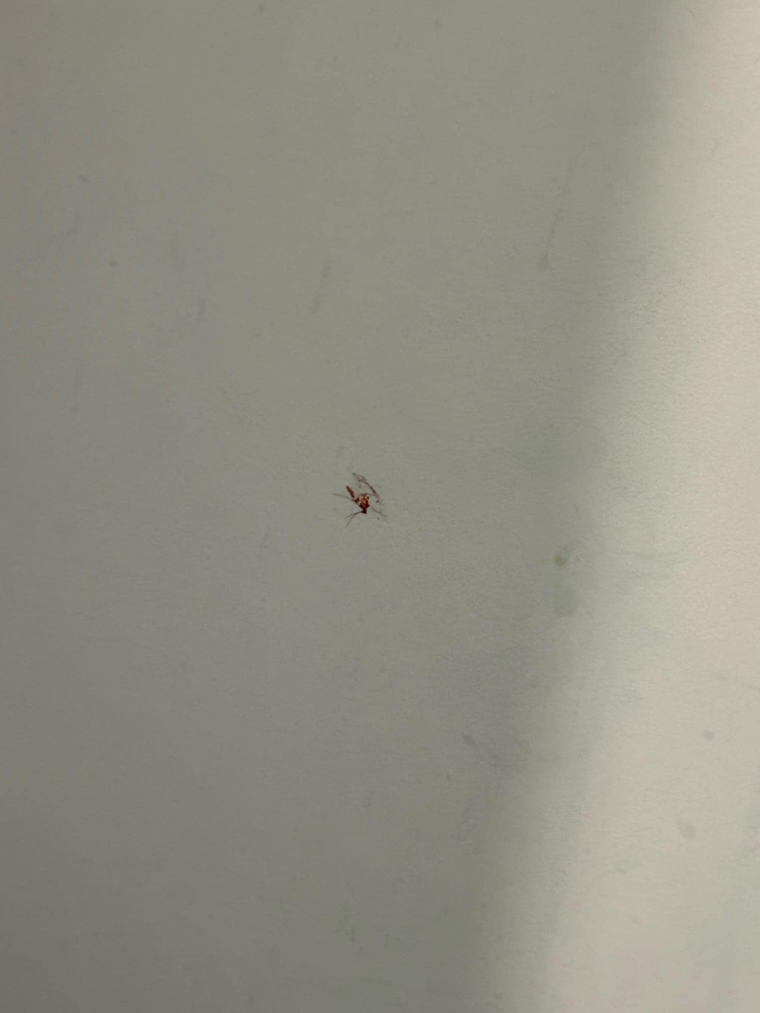 one of the mosquitoes we killed on the wall. 