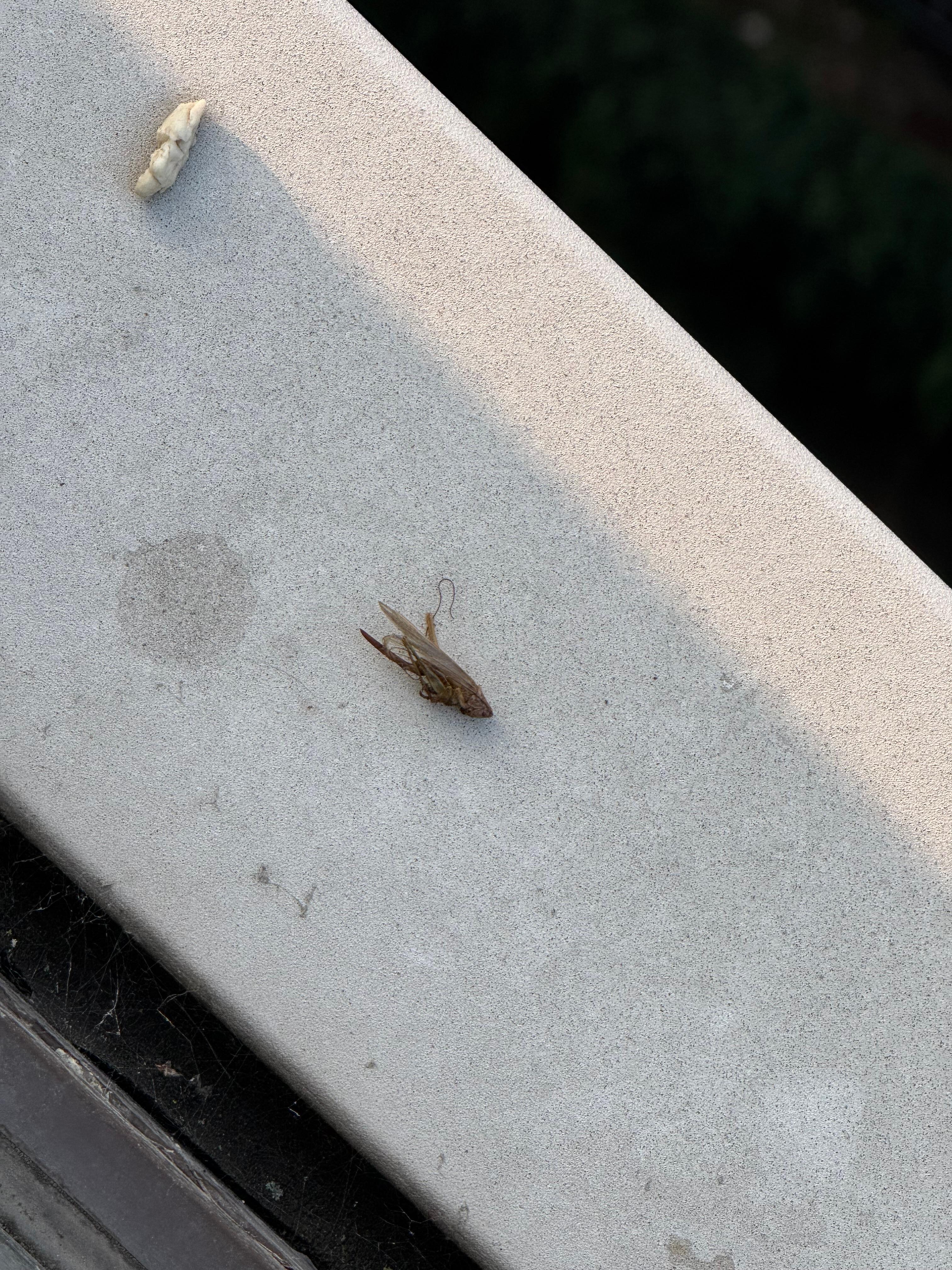 Cockroach 