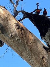 Rainbow lorikeets living in a tree on the riverbank.