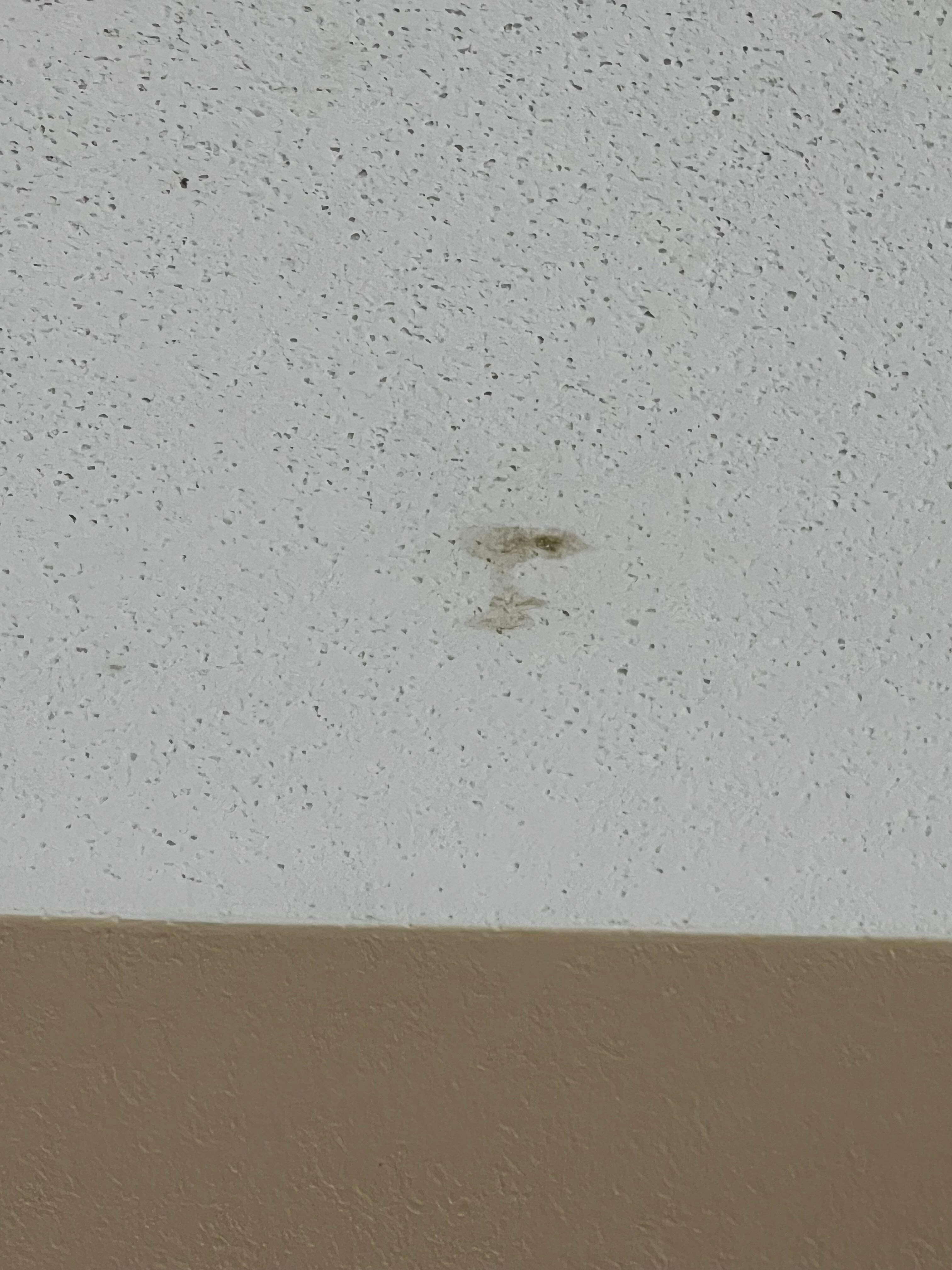 Mold on ceiling above bed