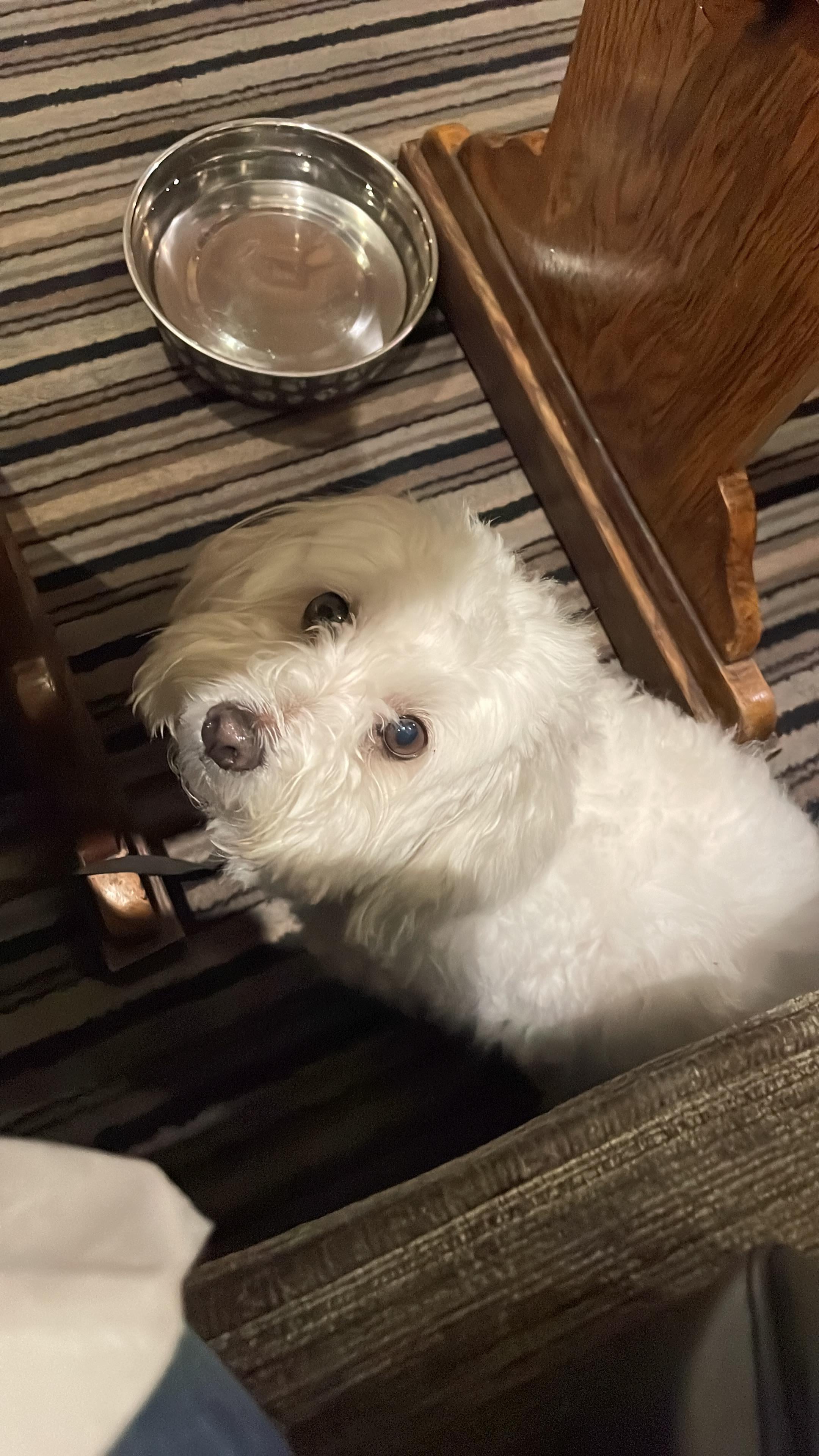 Completely dog friendly 