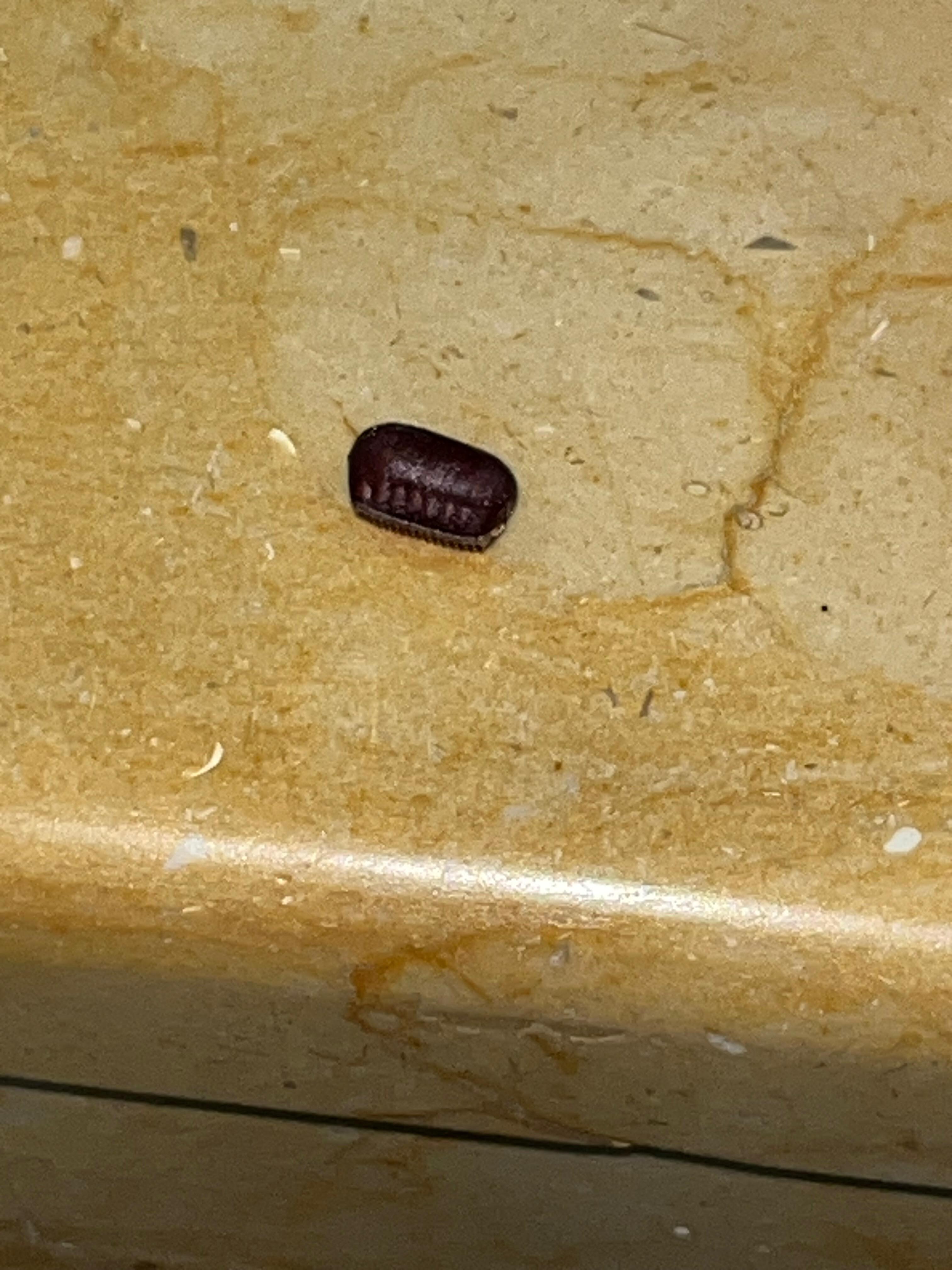Huevecillos de cucarachas en las suites